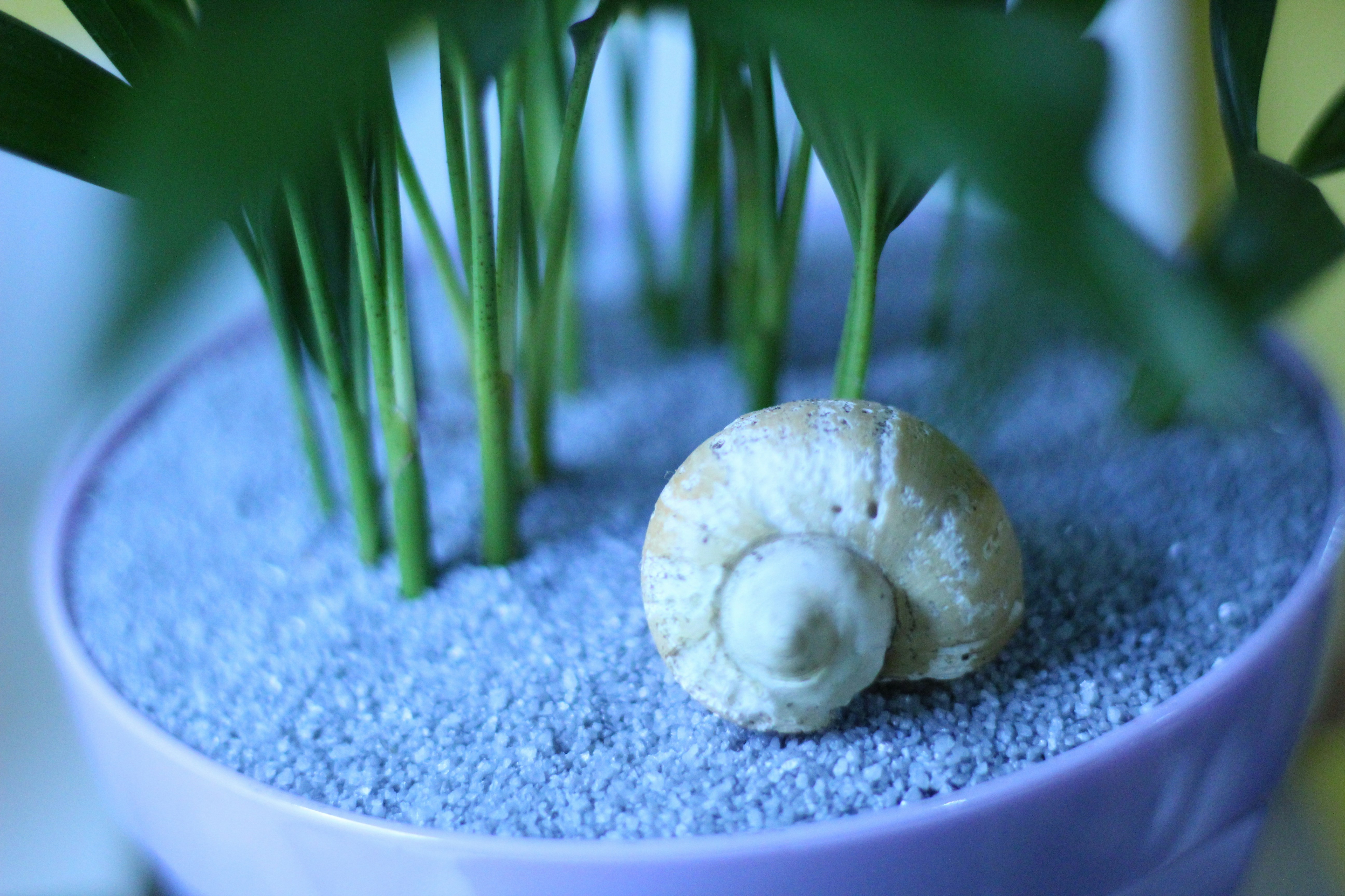 Mint-green Pot, Sandy Blue Quartz, and a Tiny Shell Moment