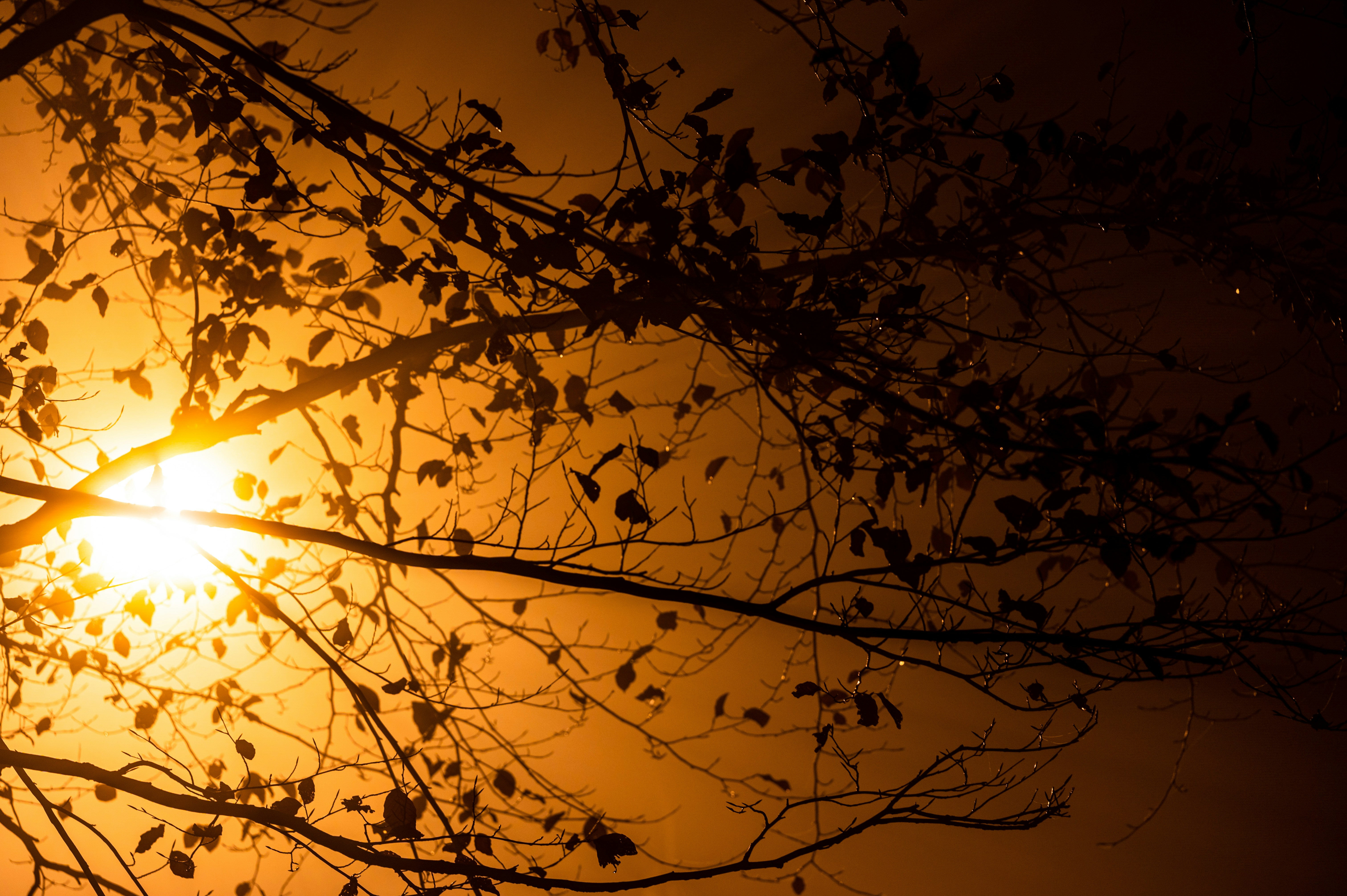 The sun shining through the branches of a tree photo – Free Light Image ...