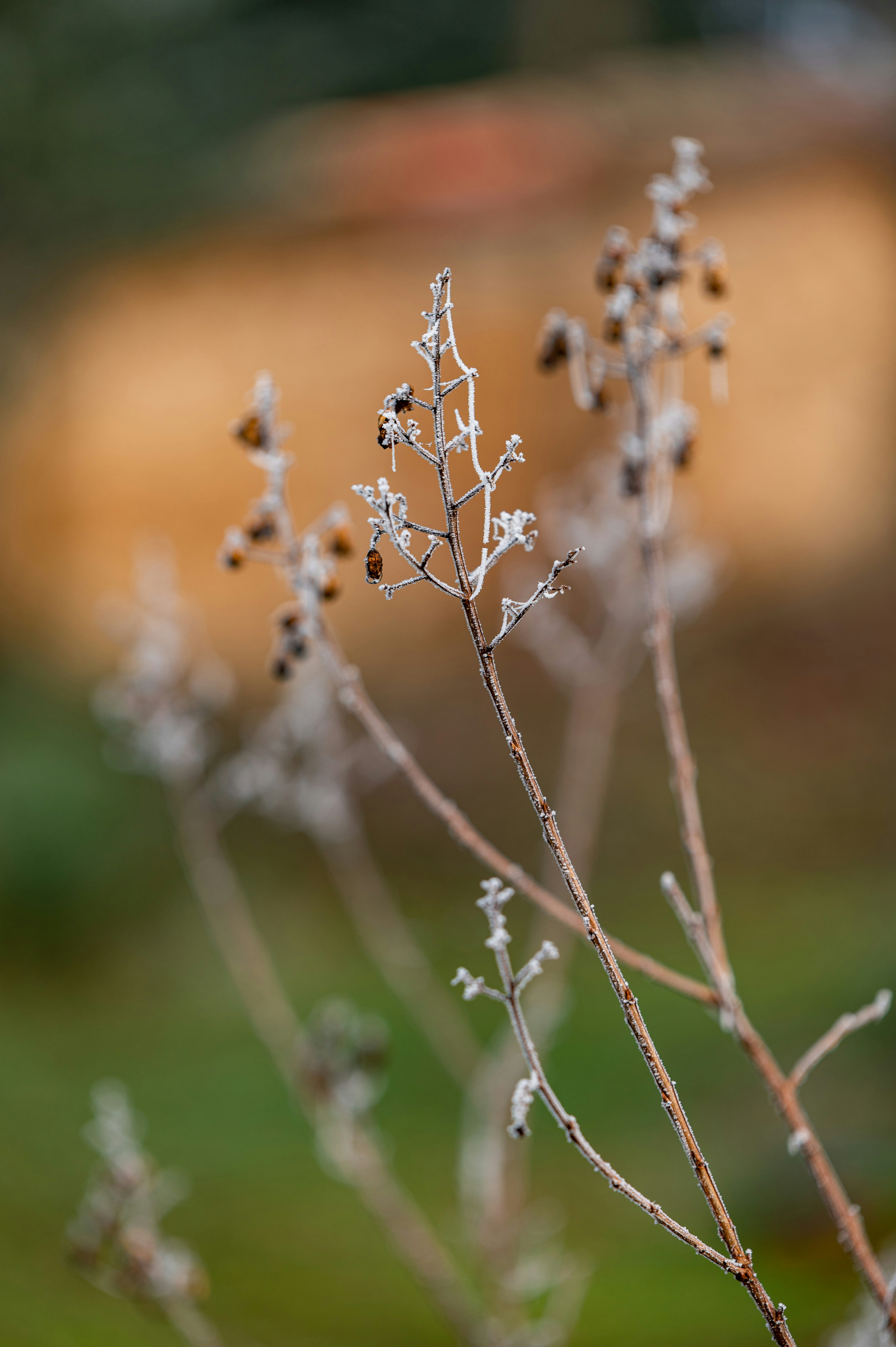 A close up of a plant with frost on it photo – Free Nature Image on ...