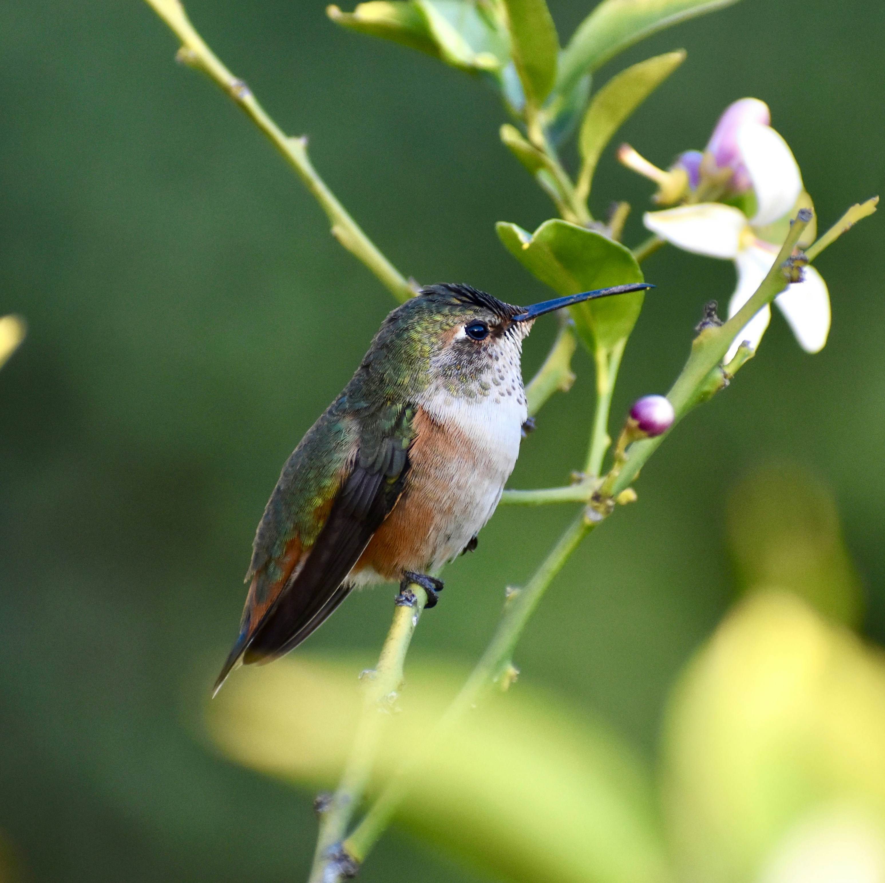 Foto Un colibrí se posa en una rama de una flor – Imagen Pájaro gratis ...