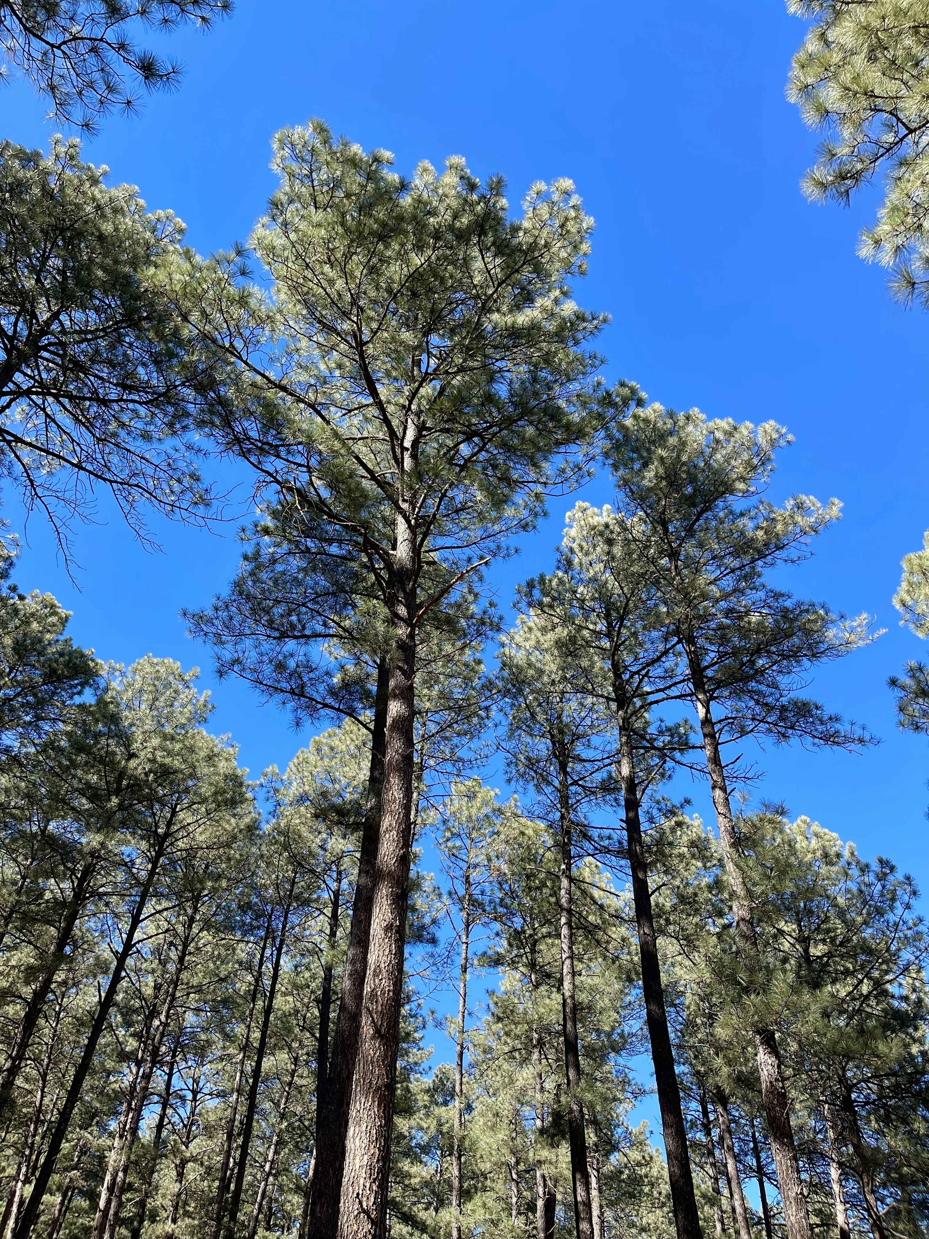 A forest filled with lots of tall pine trees photo – Free New mexico ...