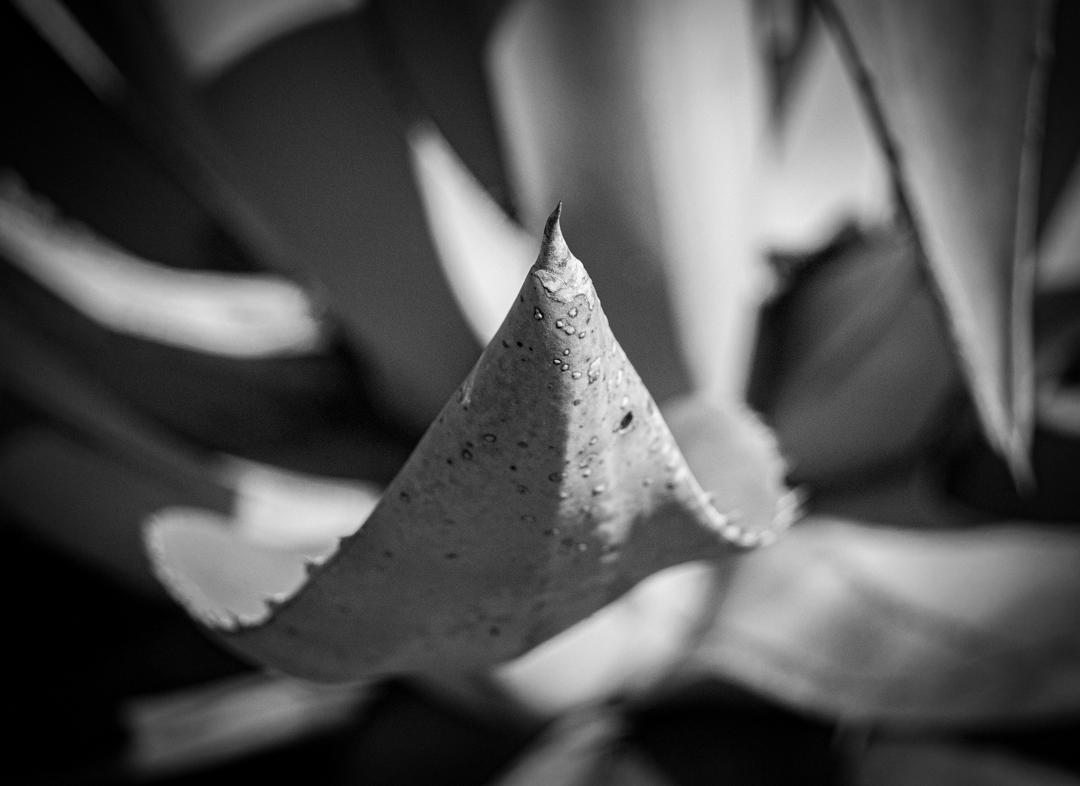 Close-up of an agave leaf showcasing its sharp edge and water droplets, emphasizing texture and form in monochrome.