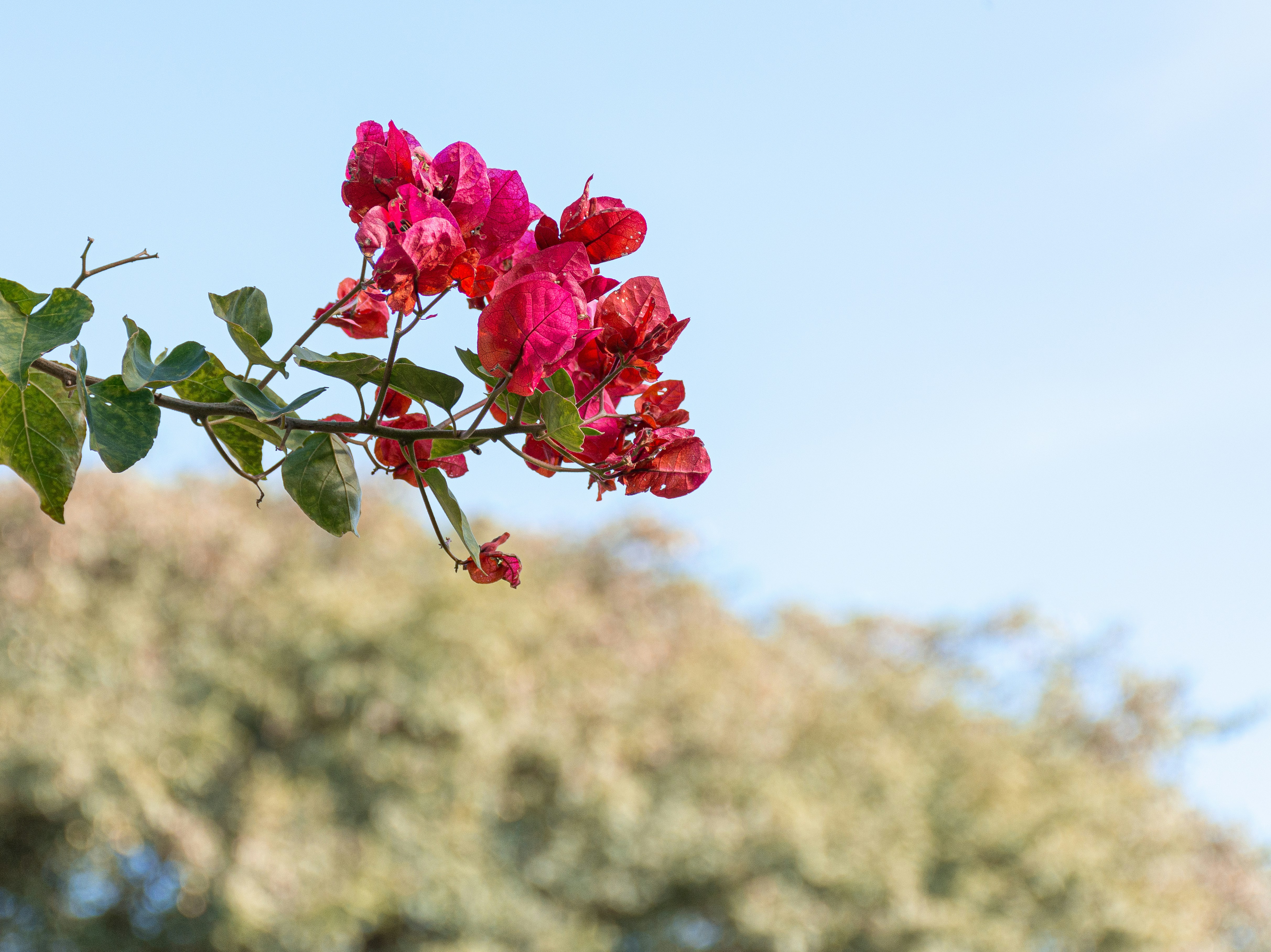 Crimson Bougainvillea Bloom Reaches into a Quiet Blue Sky