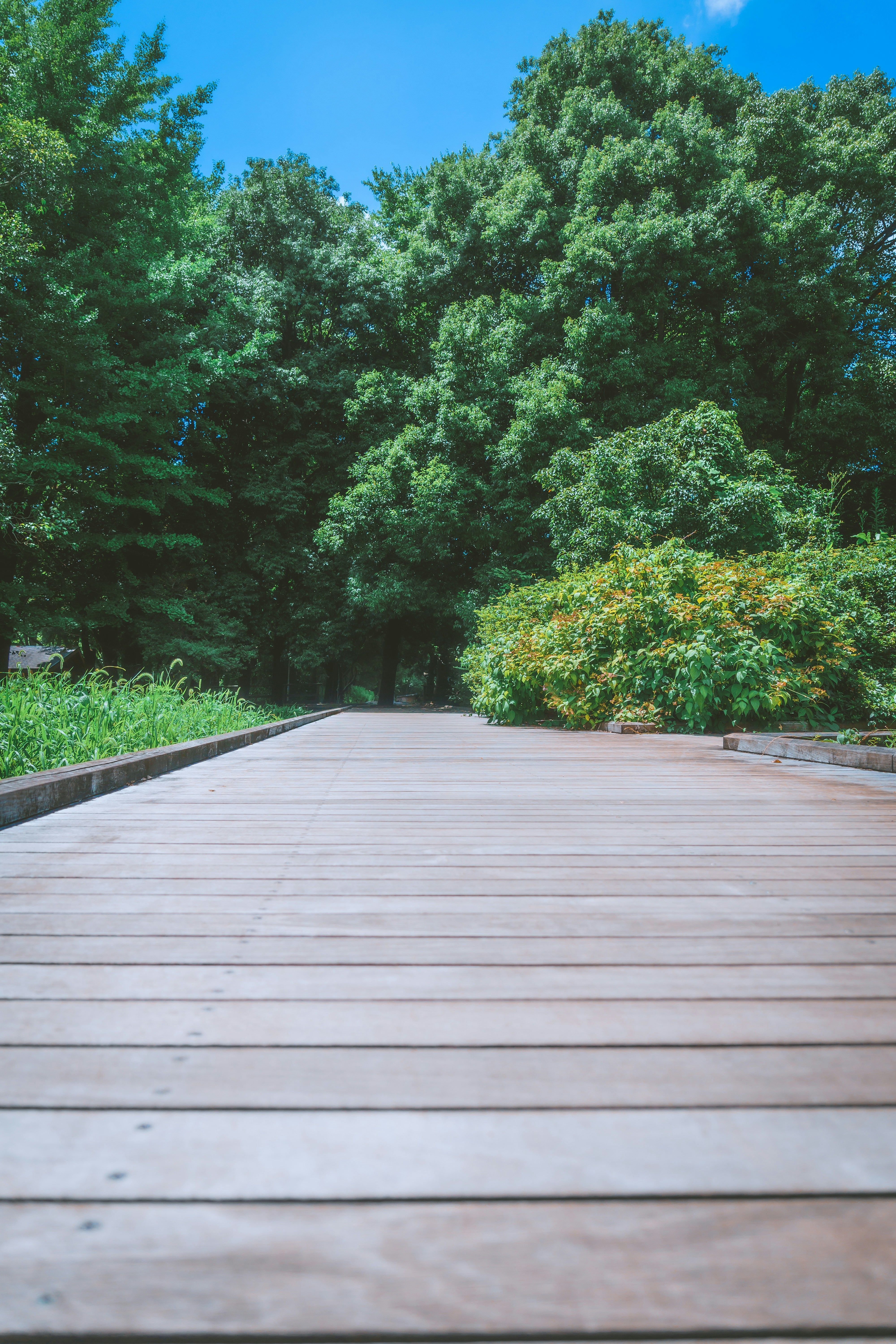Wooden pathway leading through vibrant greenery, surrounded by lush trees and colorful shrubs.