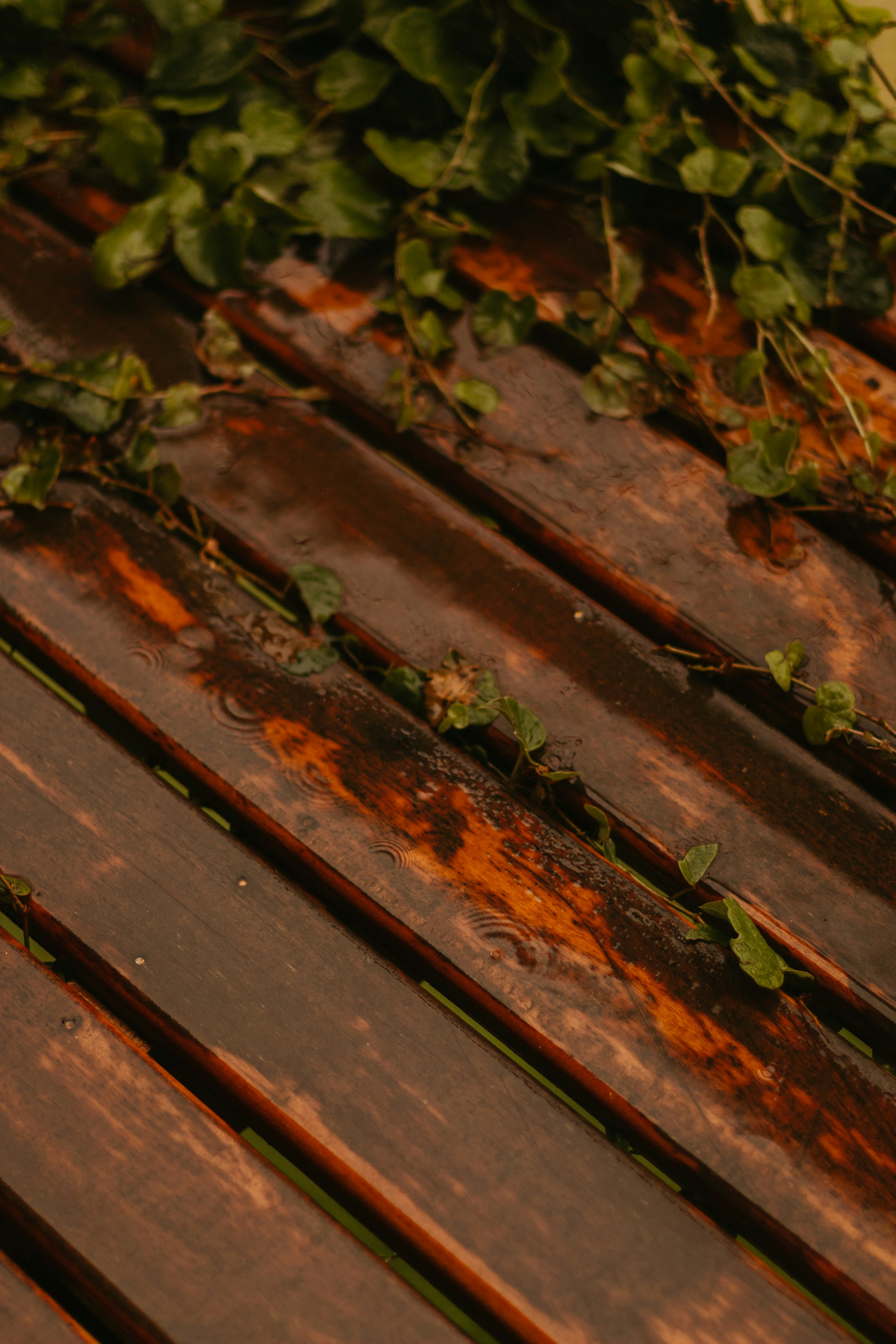 Rust-Toned Planks and Creeping Ivy: A Weathered Diagonal