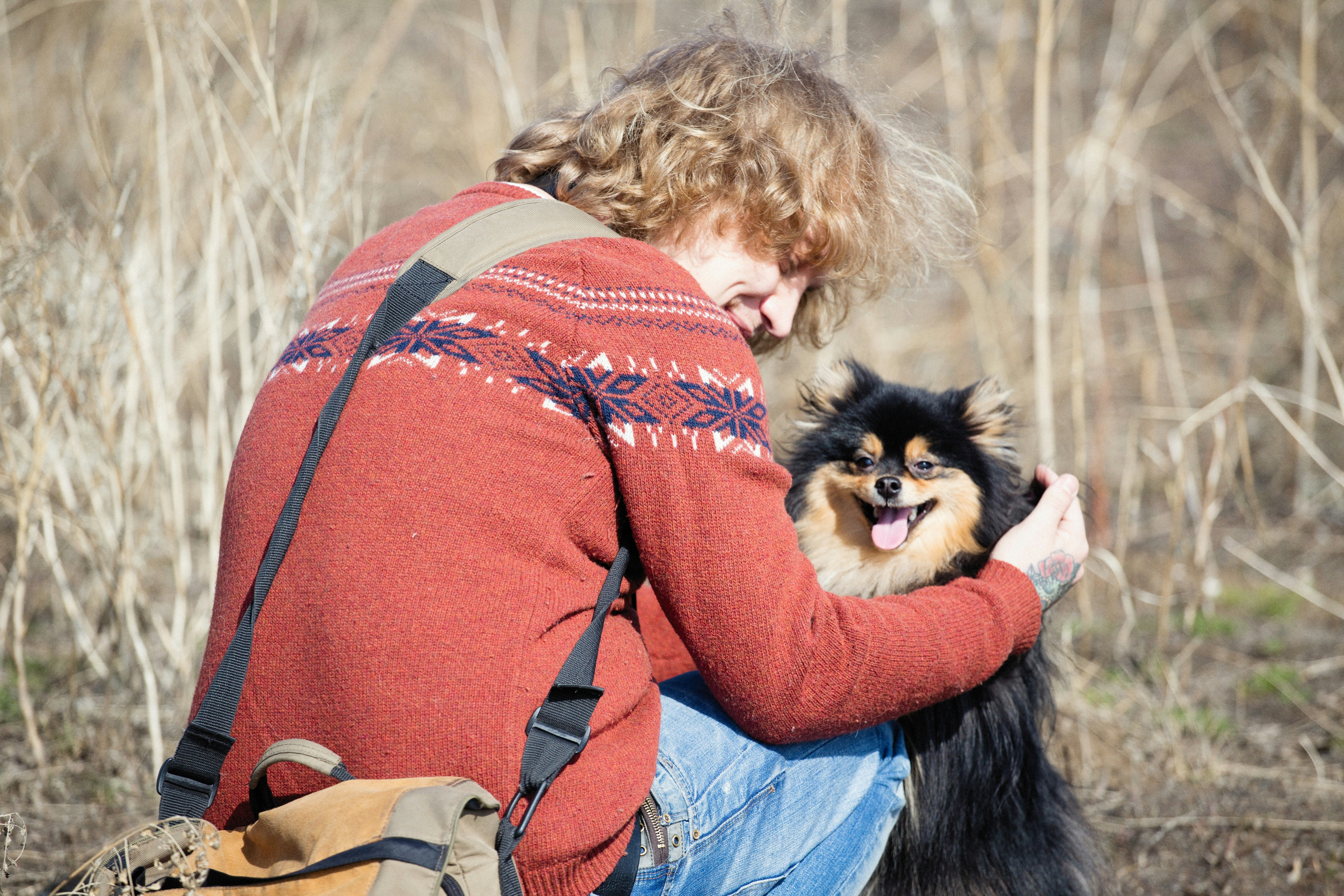 Sunlit Embrace: A Pomeranian's Joyful Moment in a Quiet Field