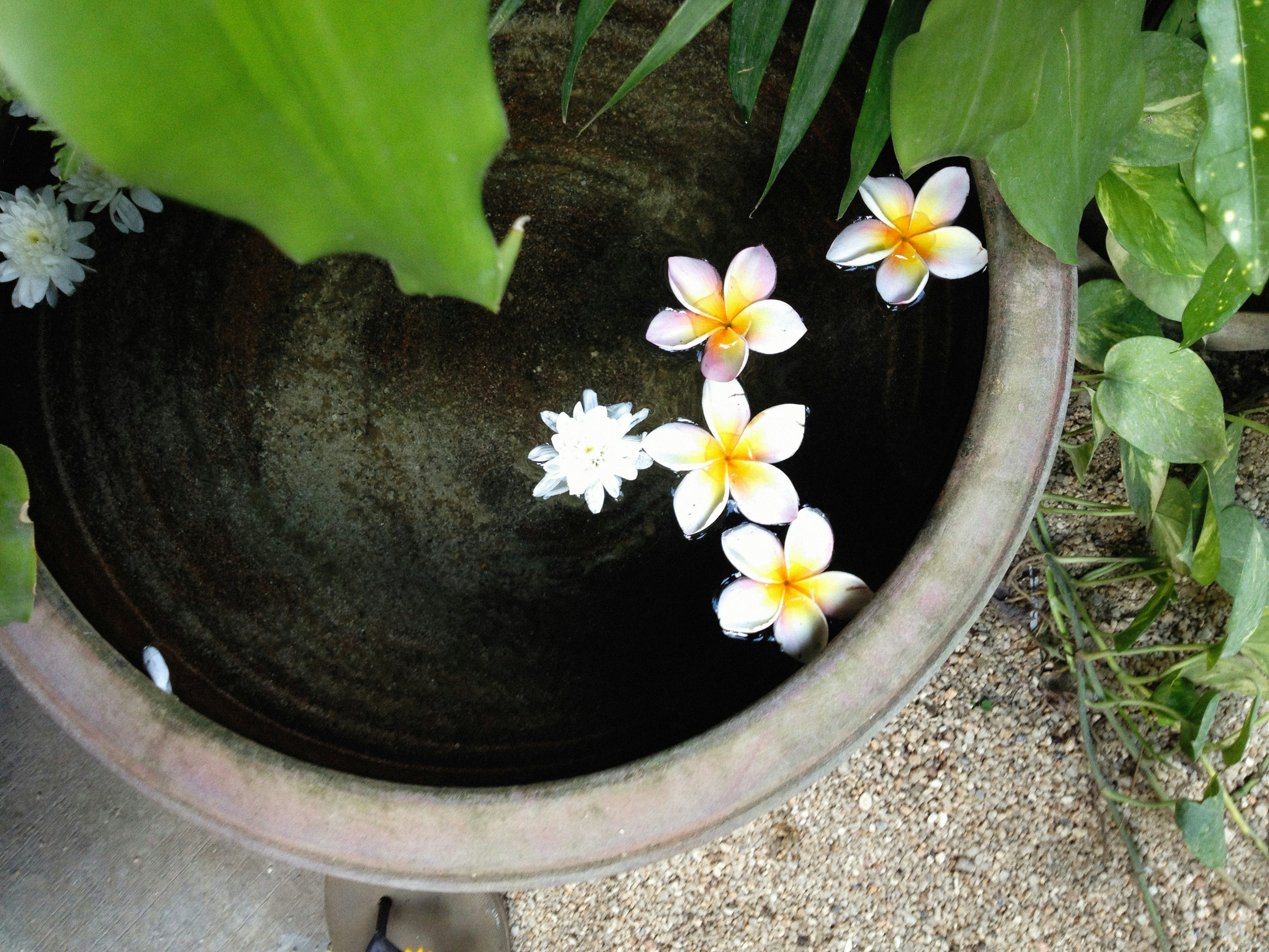 a potted plant with white and yellow flowers in it