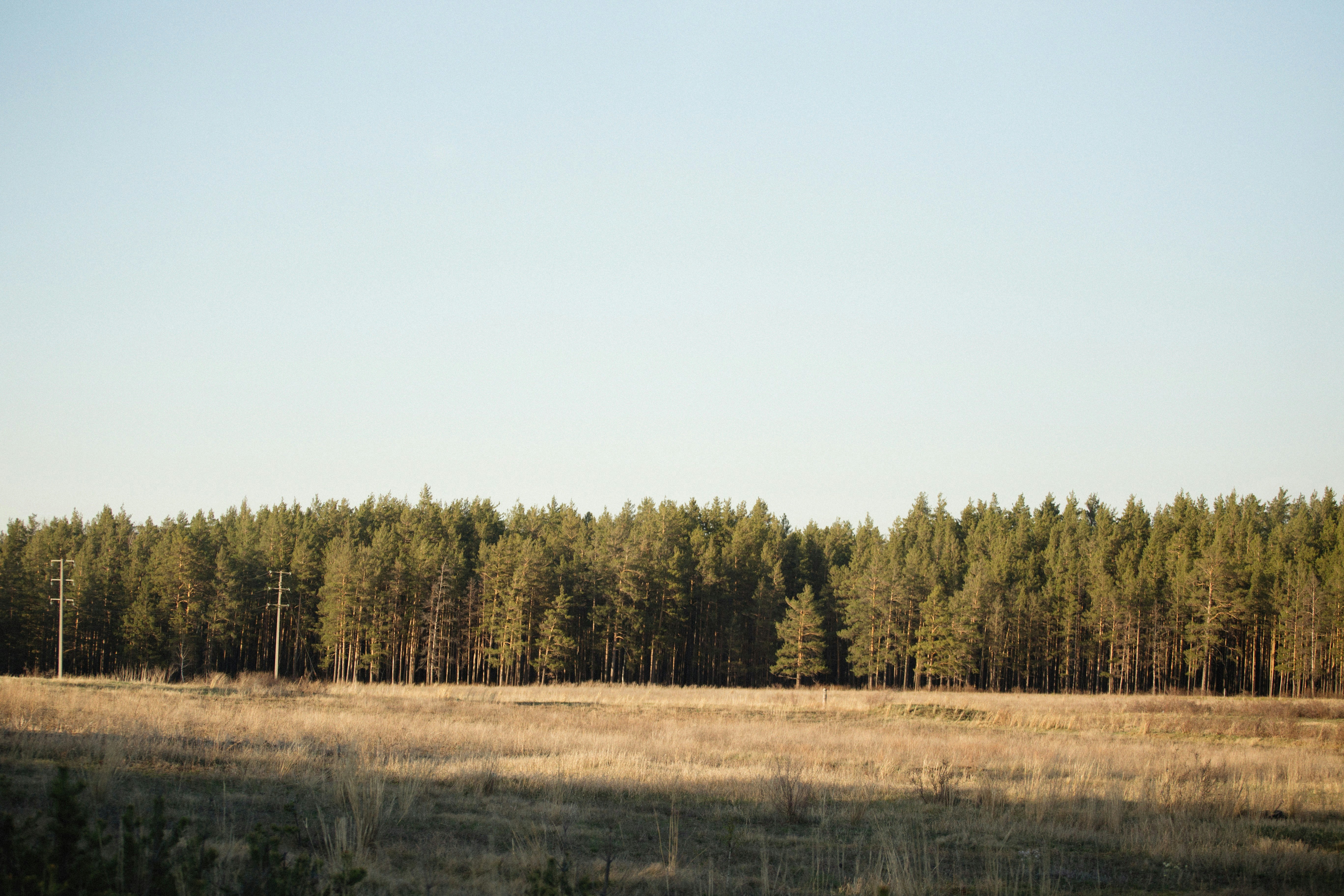 A serene landscape showcasing a golden field meeting a dense forest of pine trees under a clear sky.