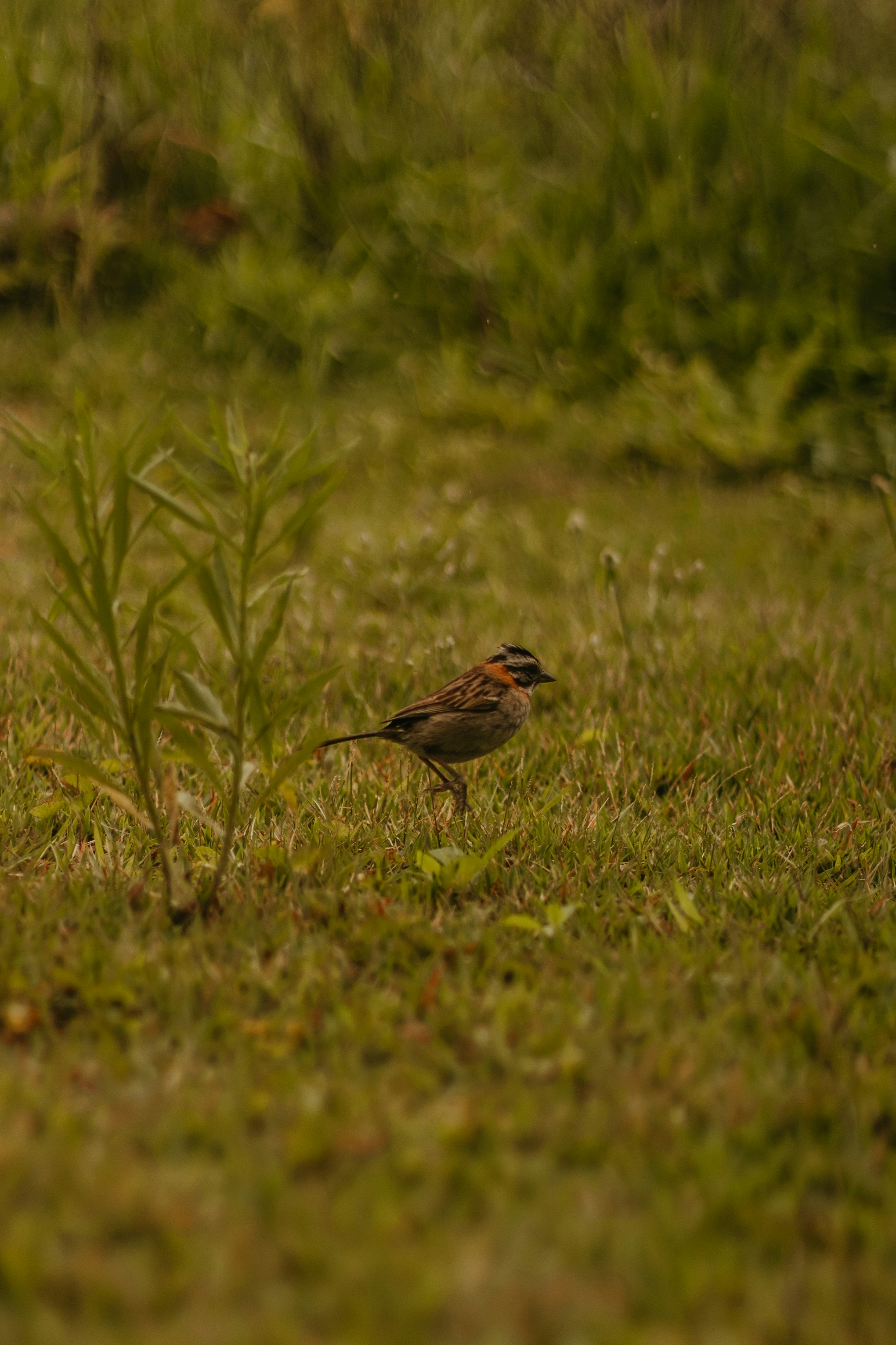 a small bird standing on top of a lush green field