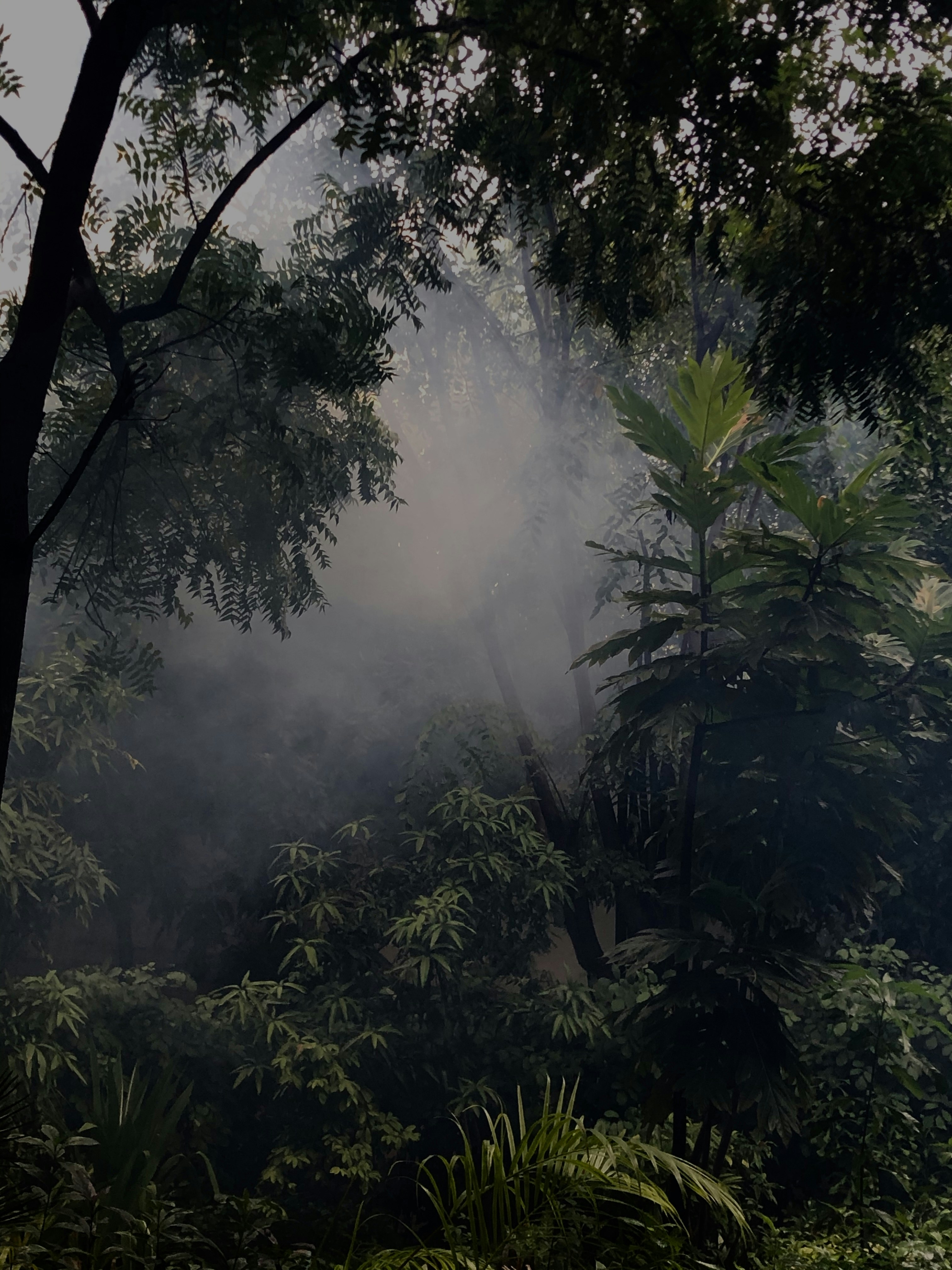 Dense foliage enveloped in a soft mist, creating an ethereal atmosphere among towering trees and vibrant greenery.