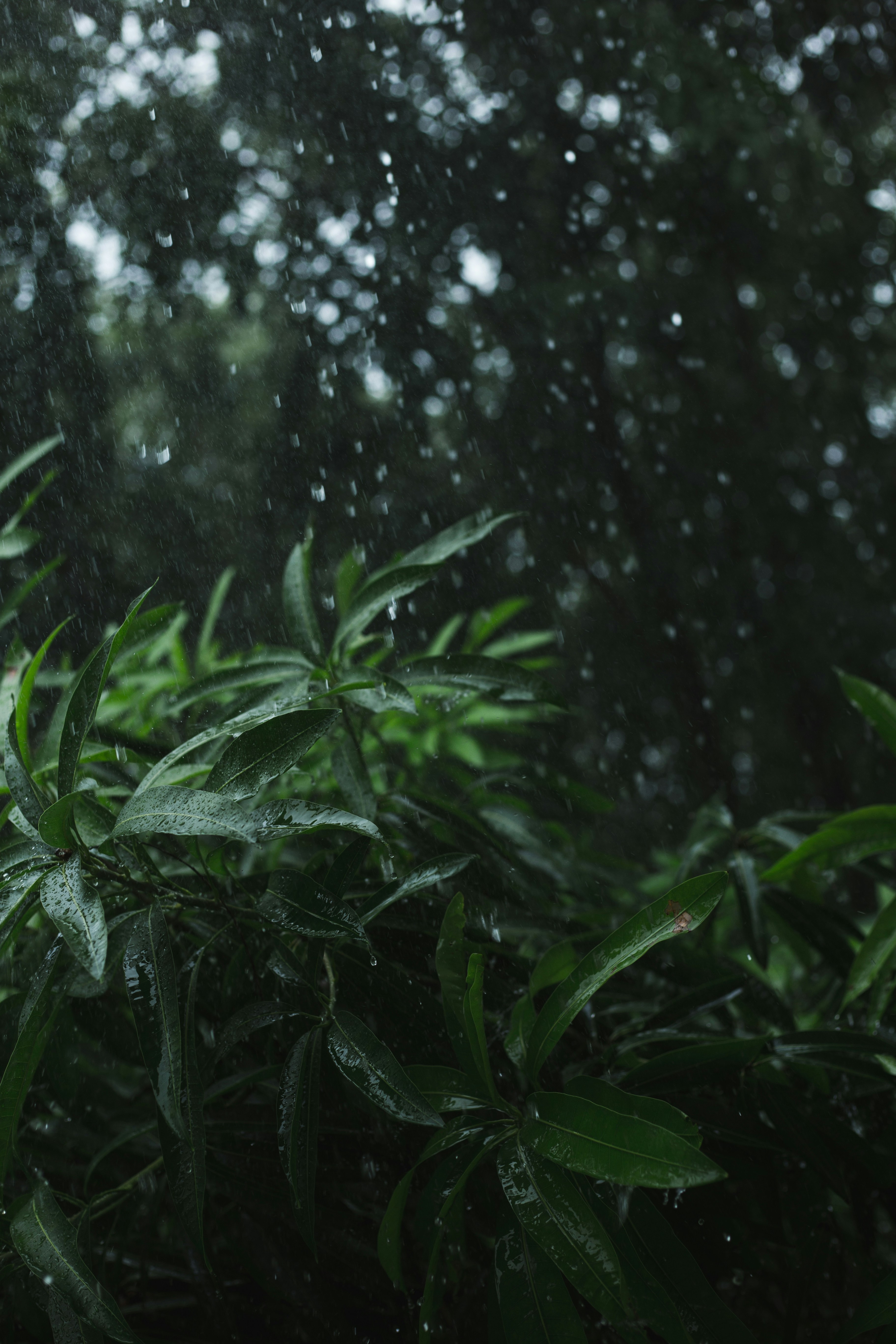 Rain Background Tumblr