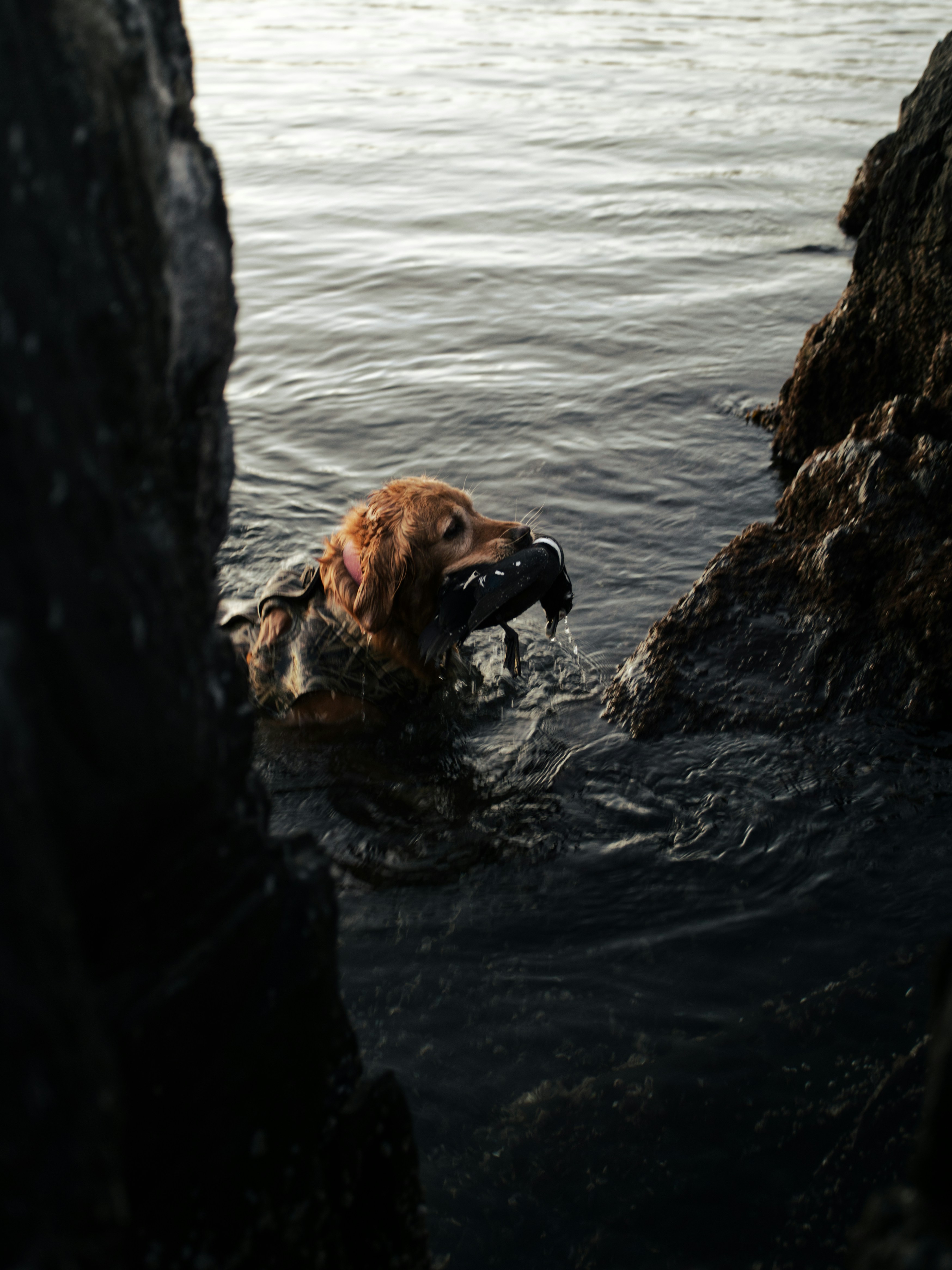 Golden retriever emerging from water with a toy in its mouth, framed by rugged rocks. 