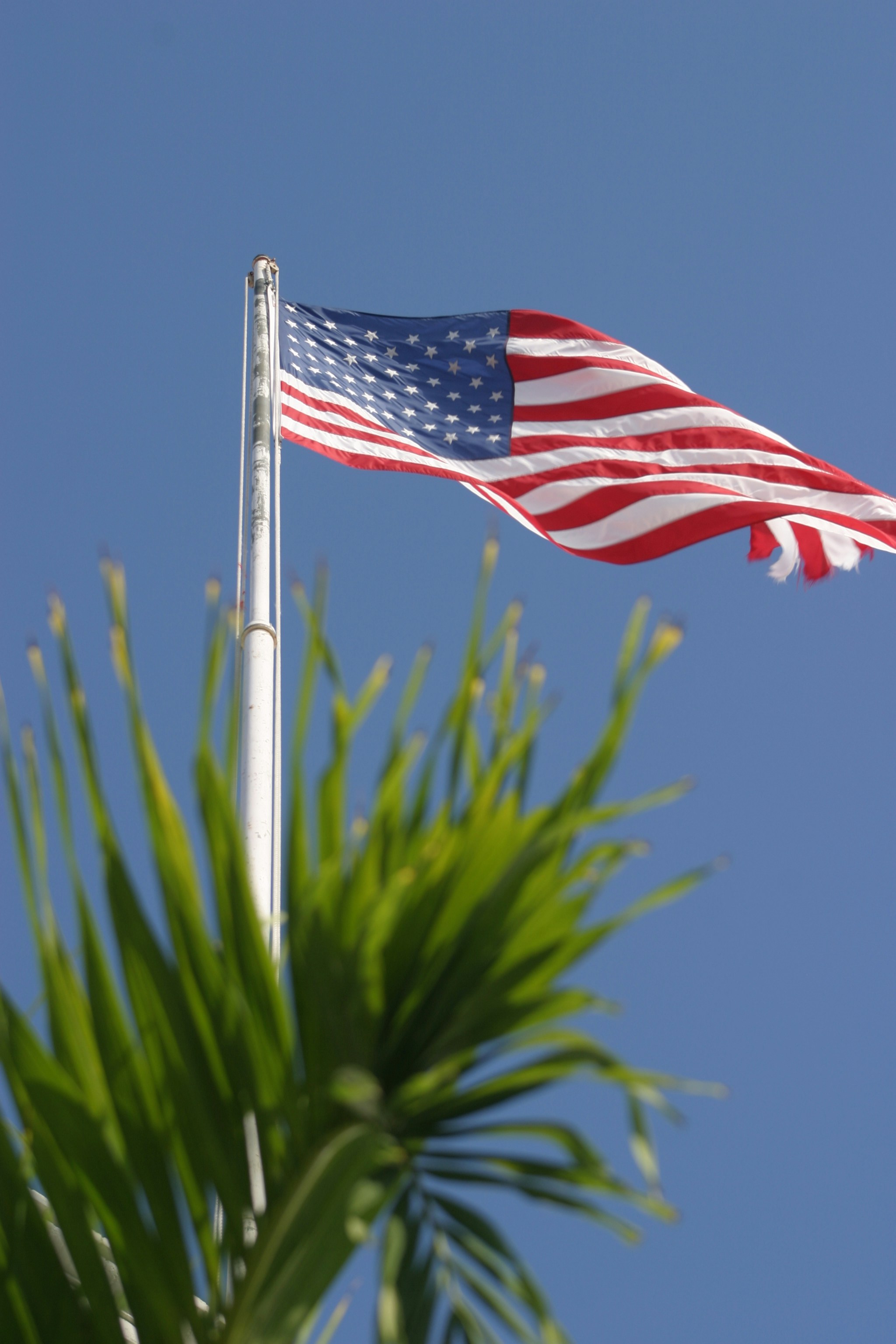 American flag billowing in the breeze, framed by vibrant green palm fronds against a clear blue sky.