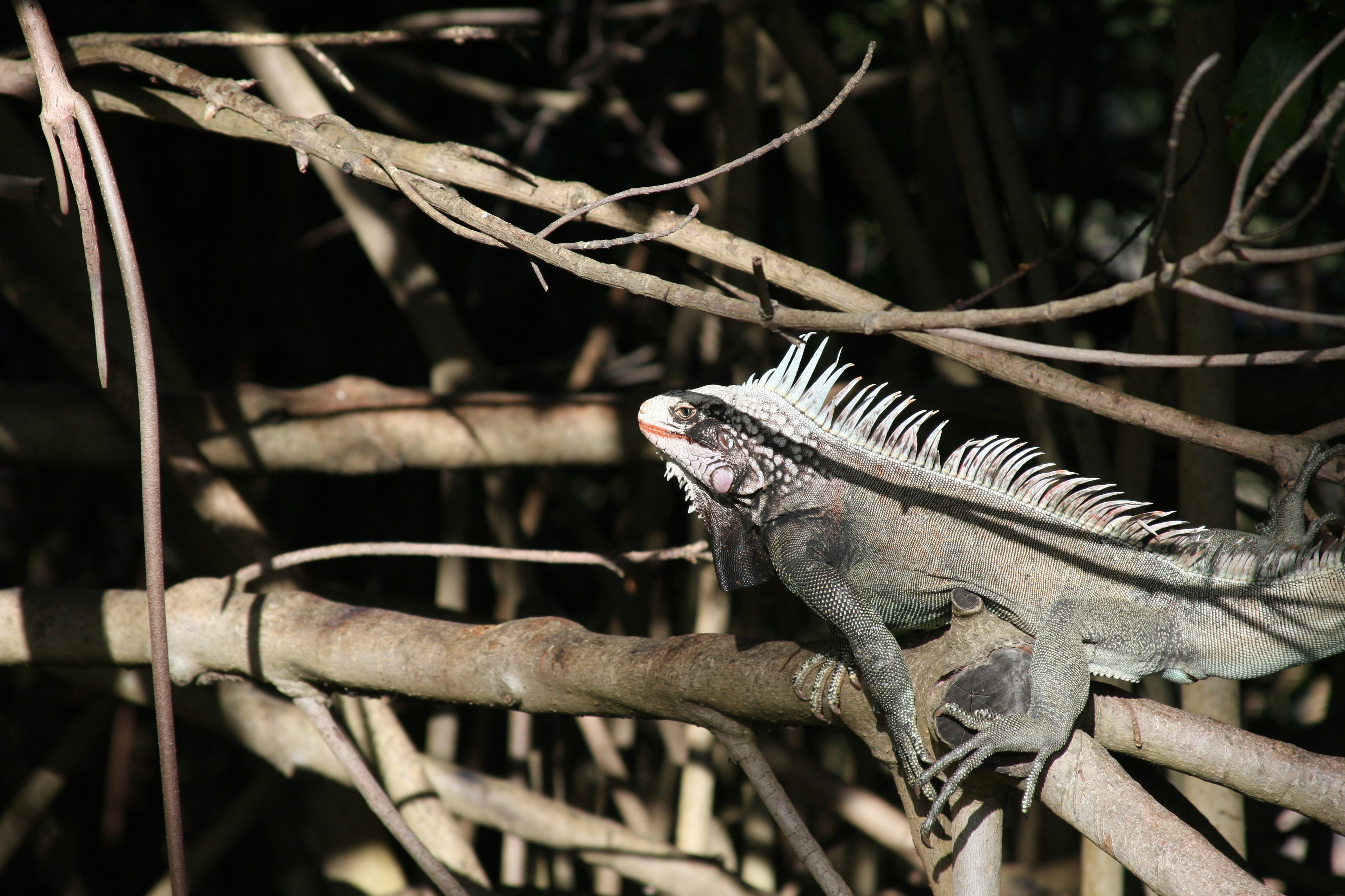 Night Sentinel: Spiny iguana on tangled branches under a focused beam
