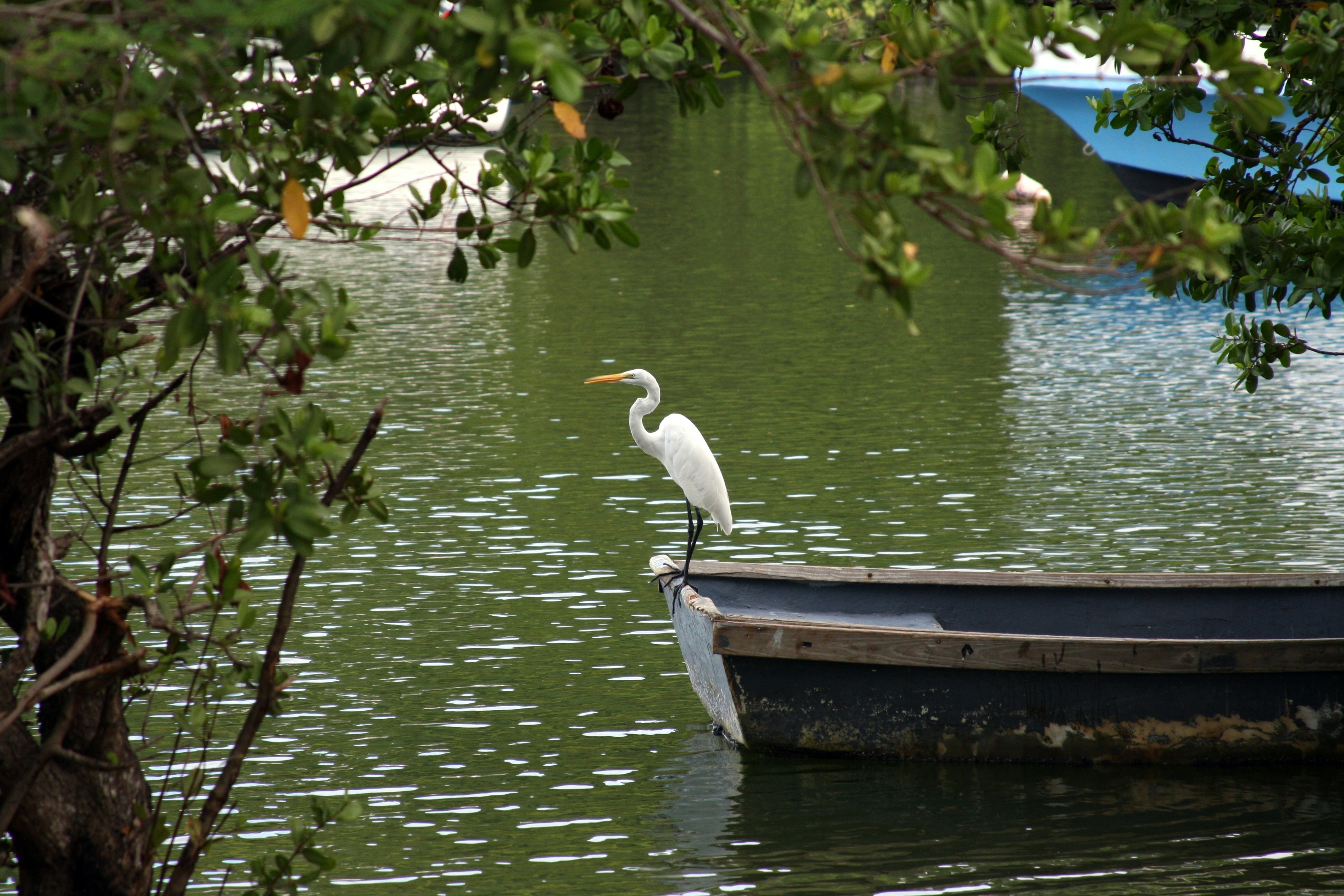 a white bird sitting on top of a boat in the waterKarl Callwood