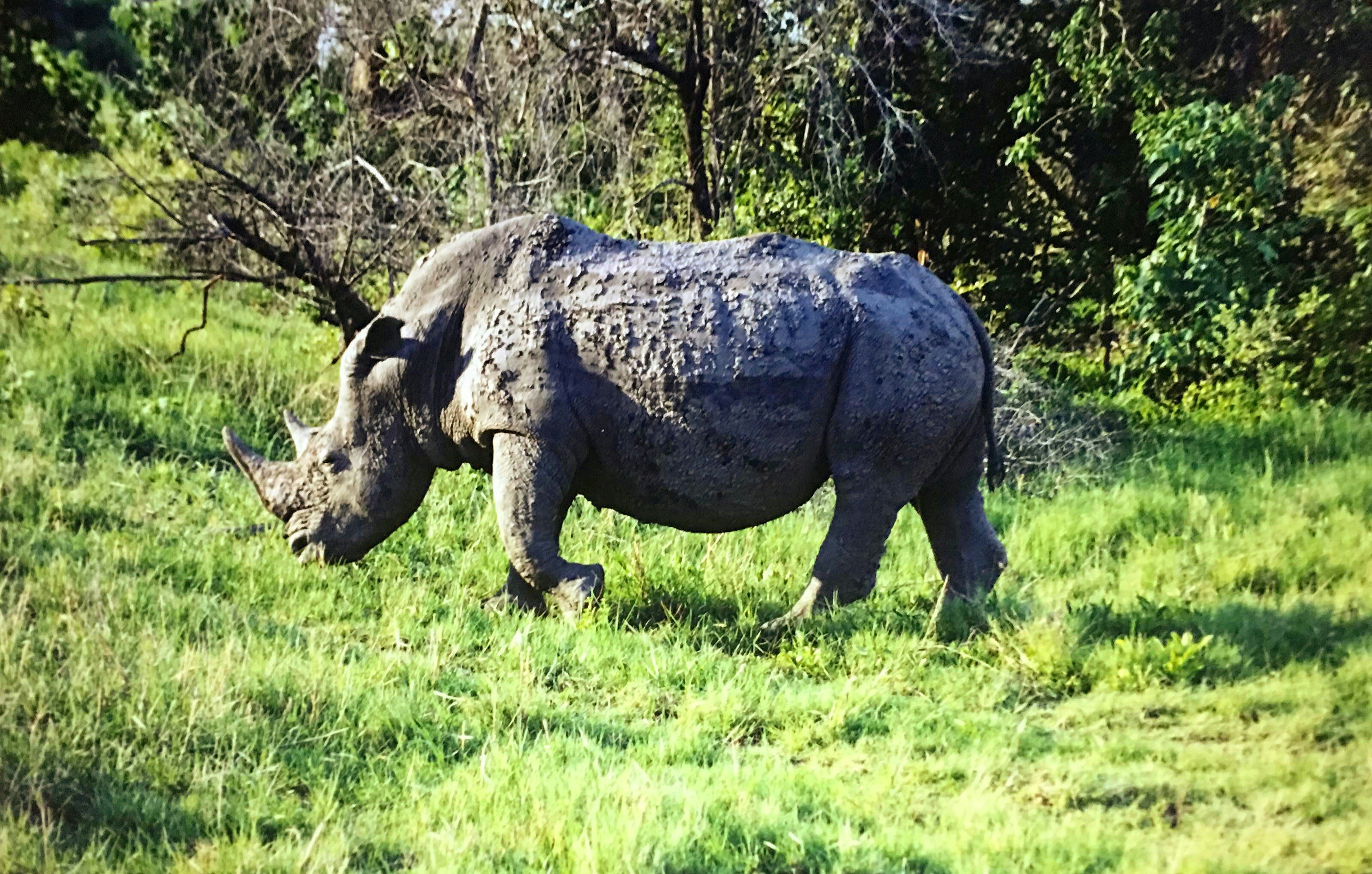 A rhino standing on top of a lush green field photo – Free Wildlife ...