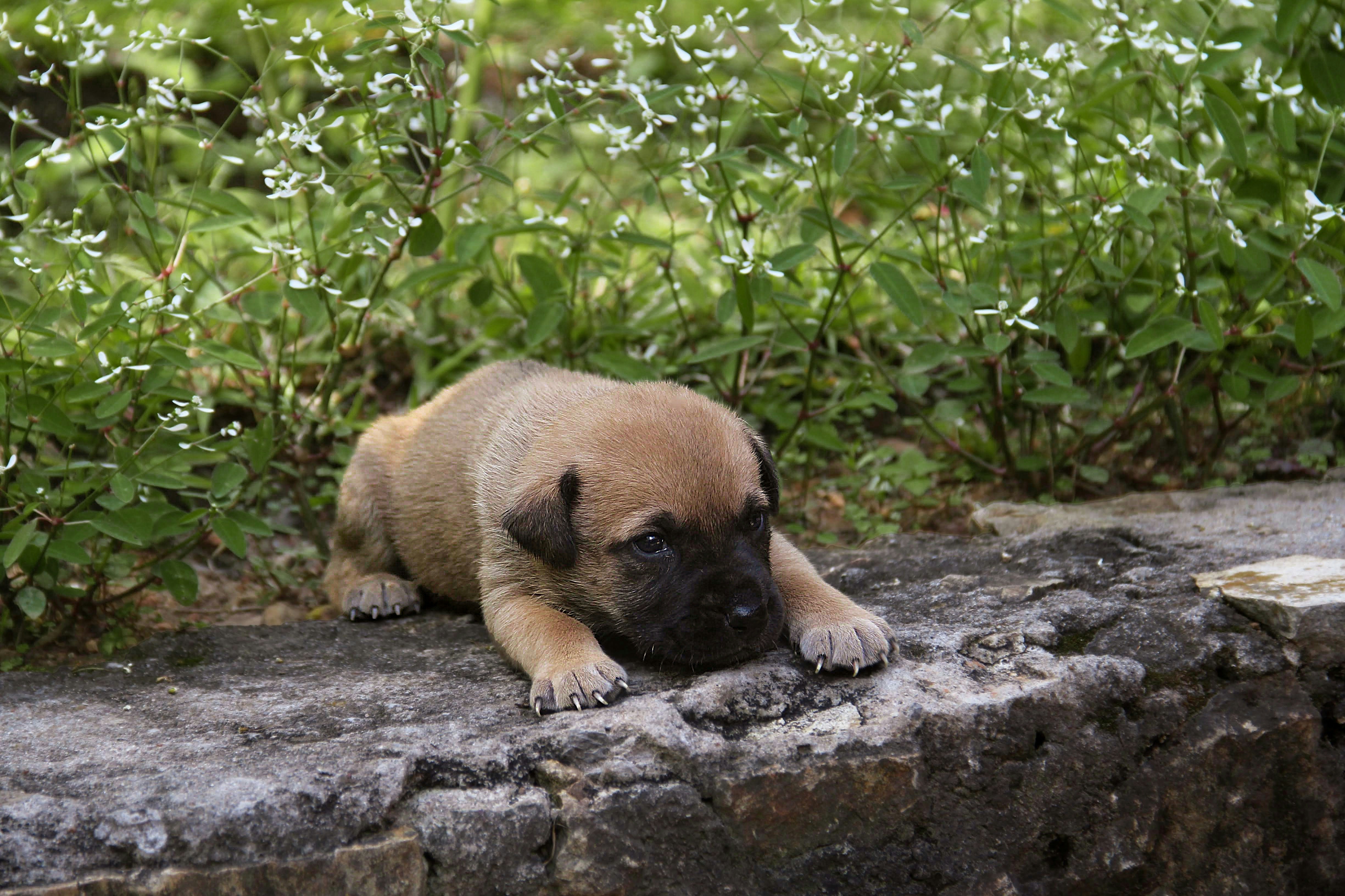 Curious Pup on a Weathered Stone Ledge