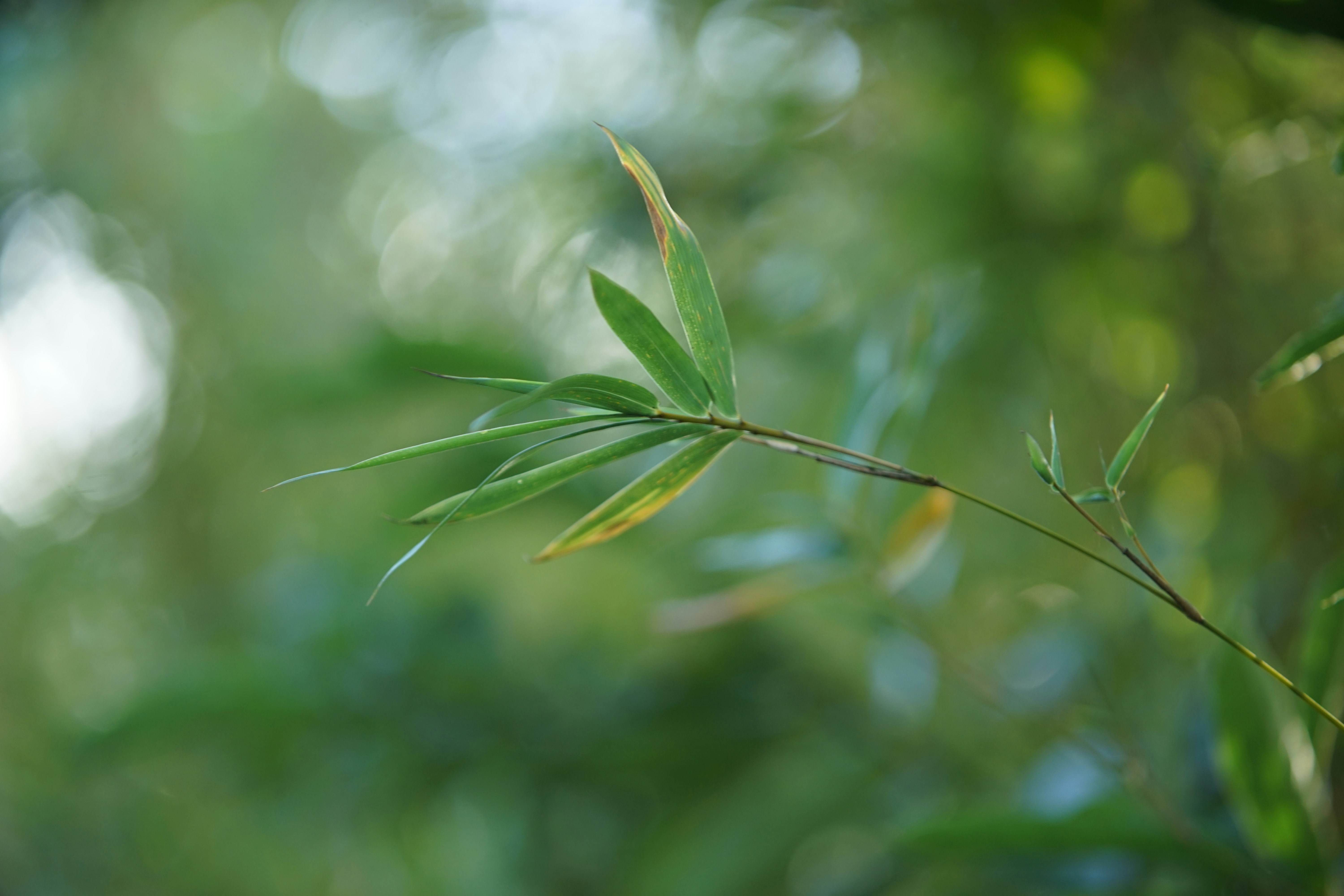 Delicate bamboo leaves swaying gently in a sun-dappled setting, showcasing their vibrant hues against a blurred backdrop. 