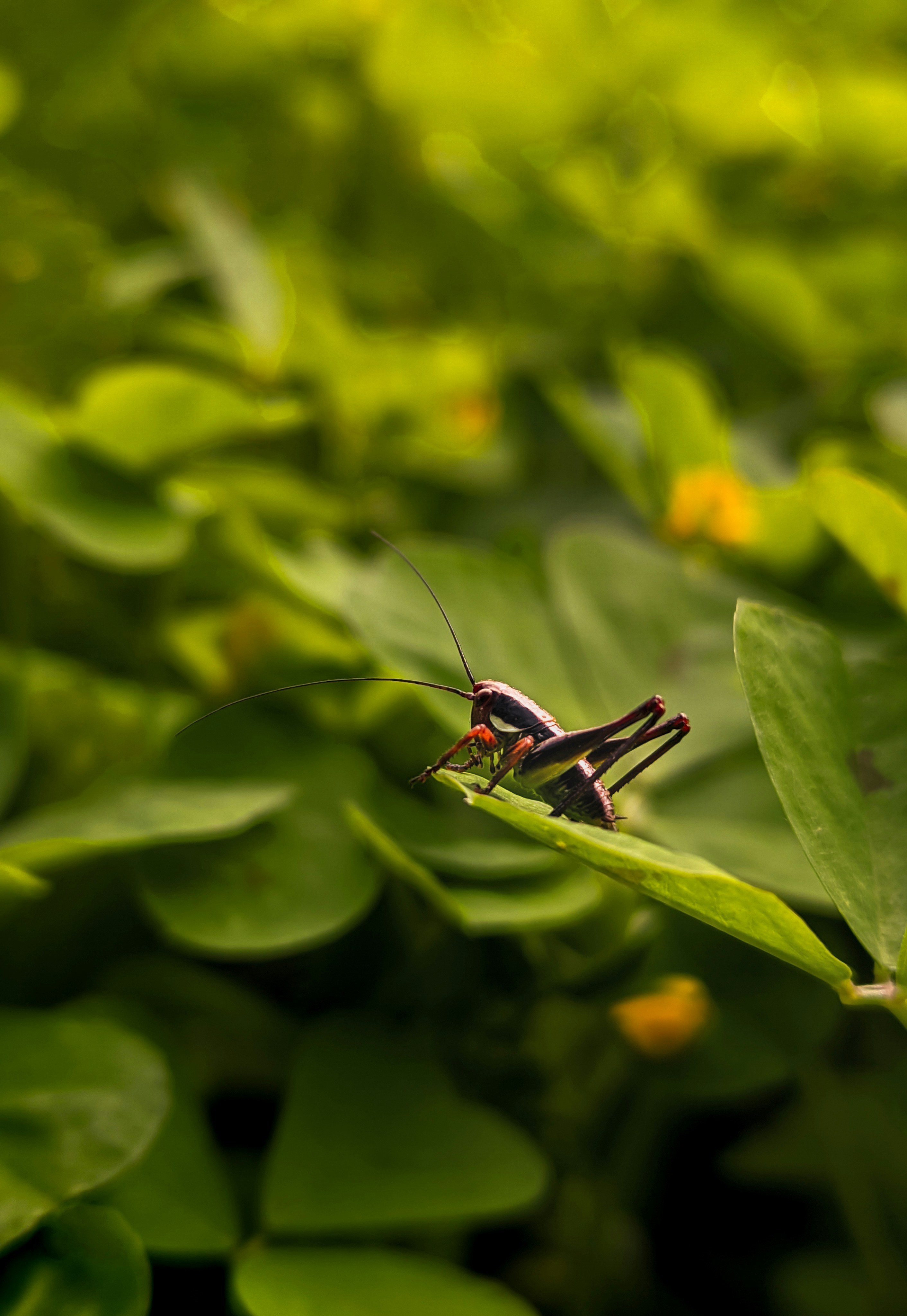 A grasshopper perched on a leaf amidst vibrant green foliage, highlighting the intricate details of its body and the lush environment.