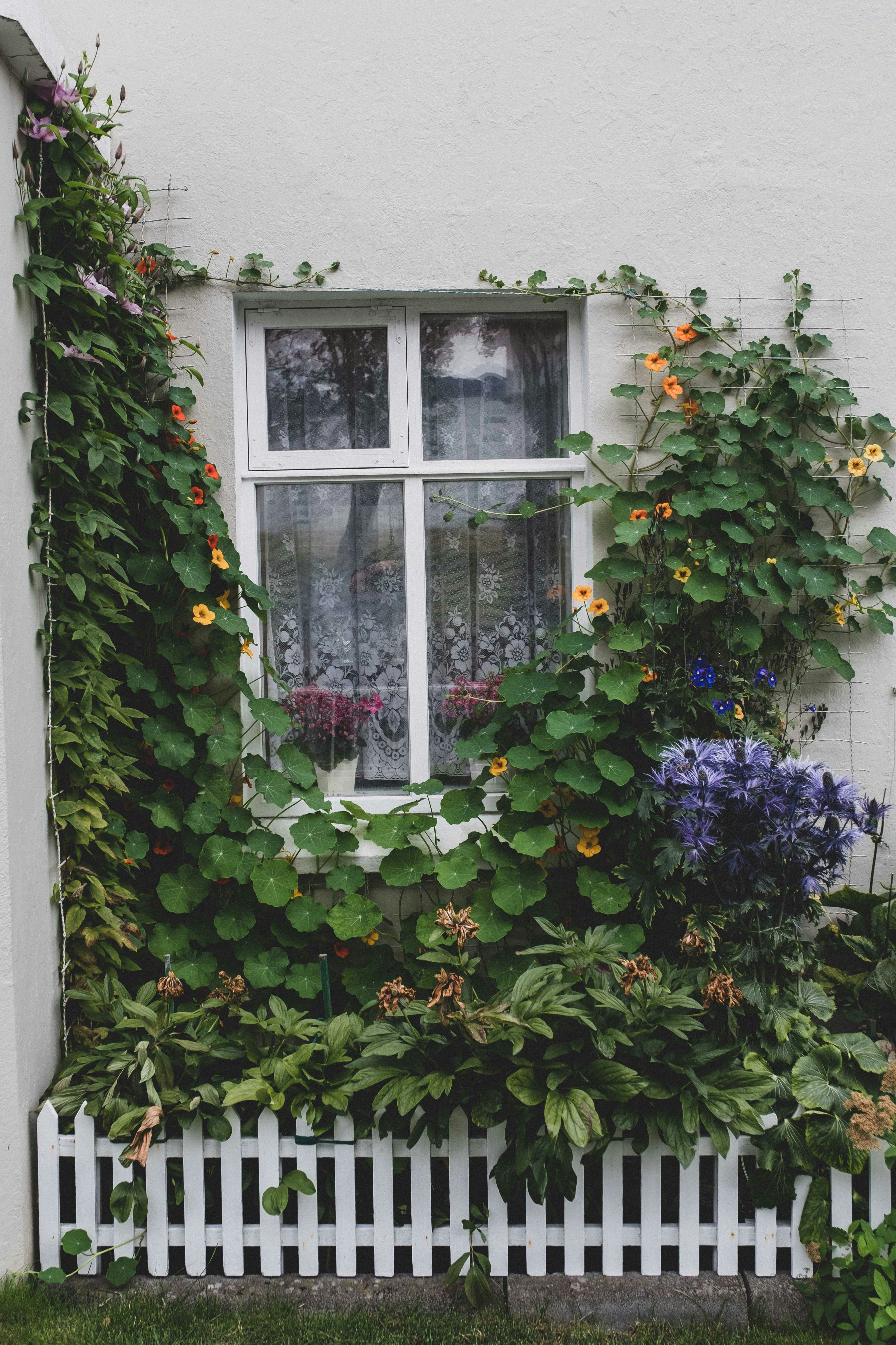 Ivy-Frame Window Garden: Blooms Embrace a Quiet Cottage Facade
