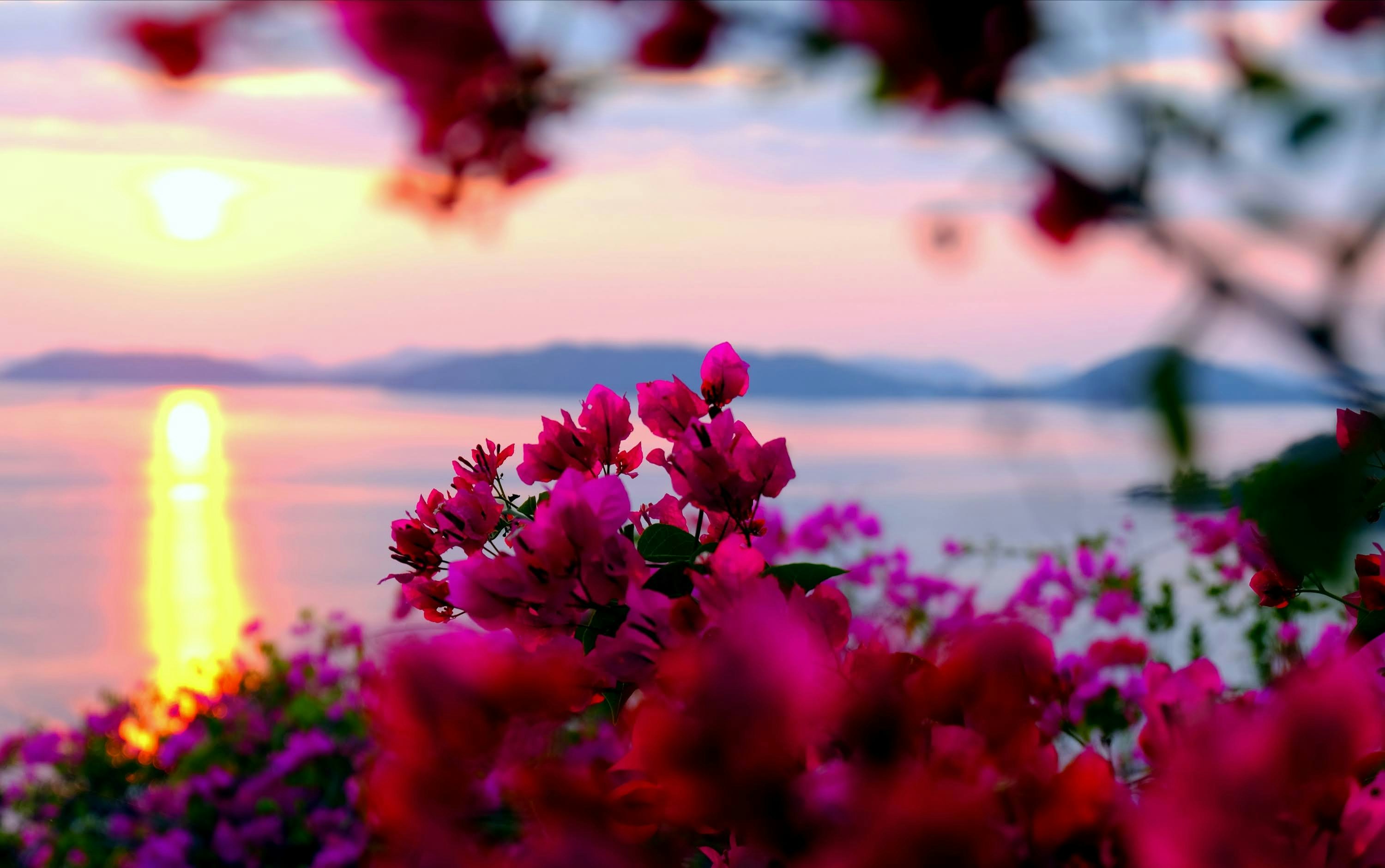 A sunset over a body of water with flowers in the foreground photo ...
