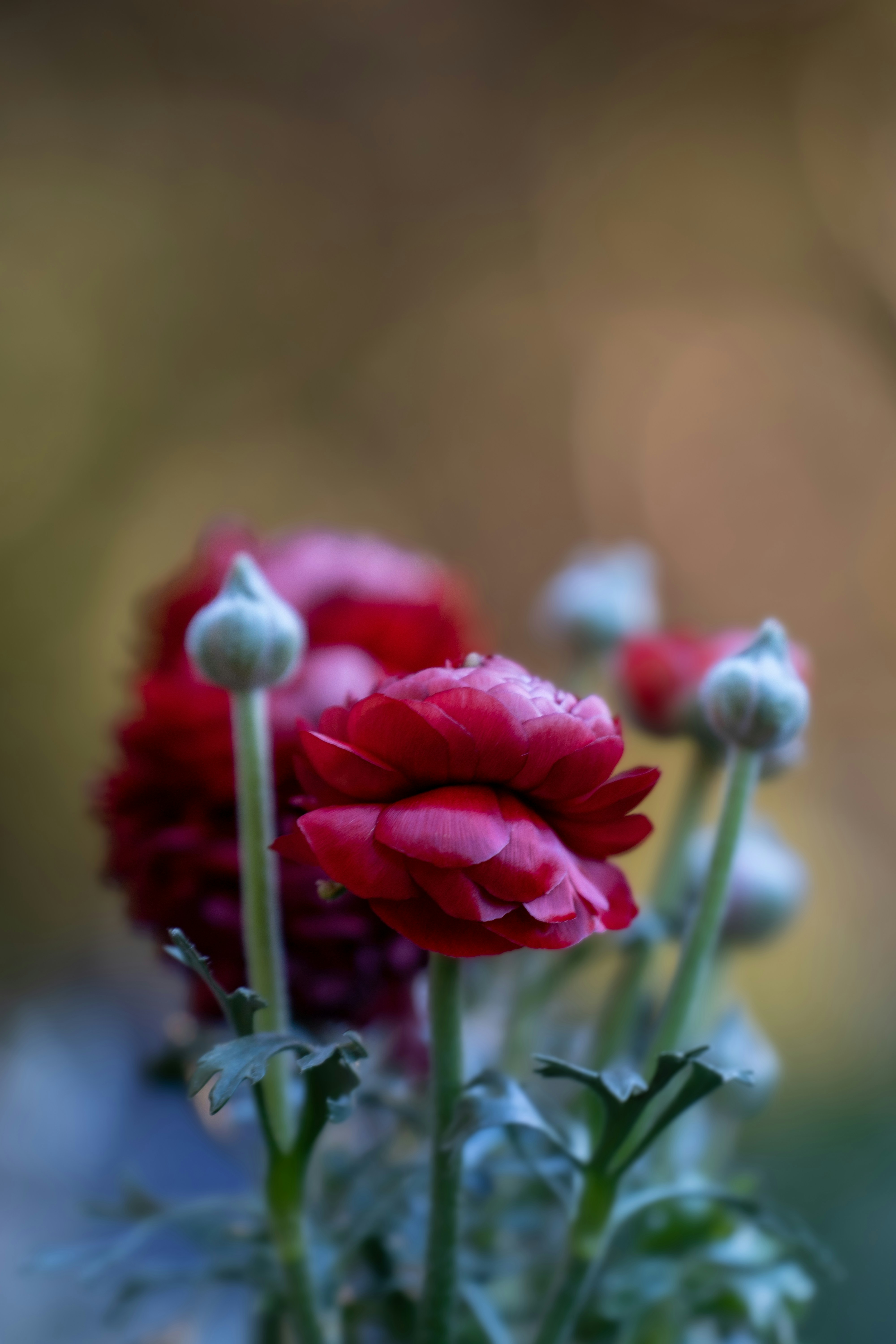 Gros plan d’un bouquet de fleurs rouges photo – Photo La nature ...