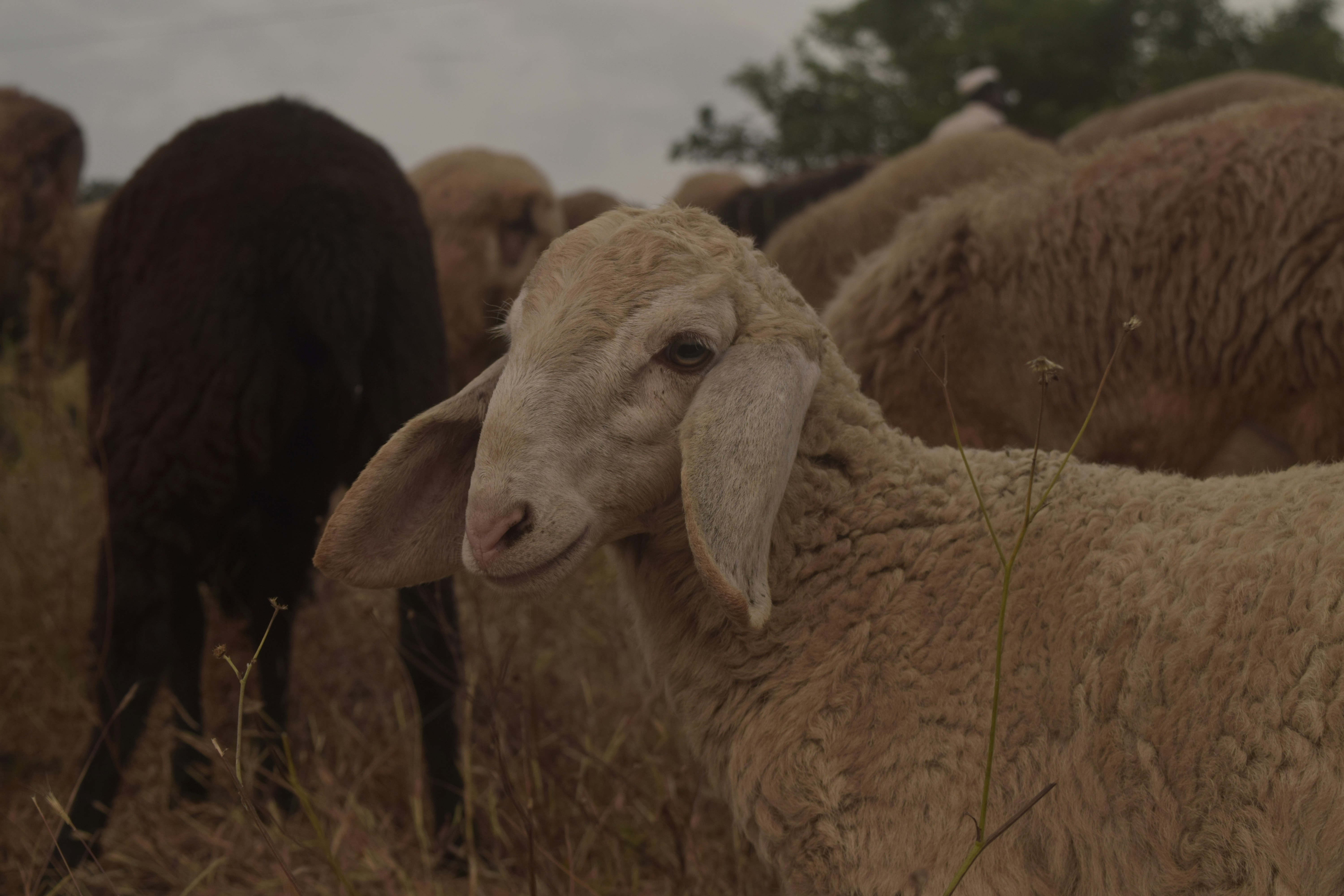 Curious Ewe at the Forefront of a Woolly Flock