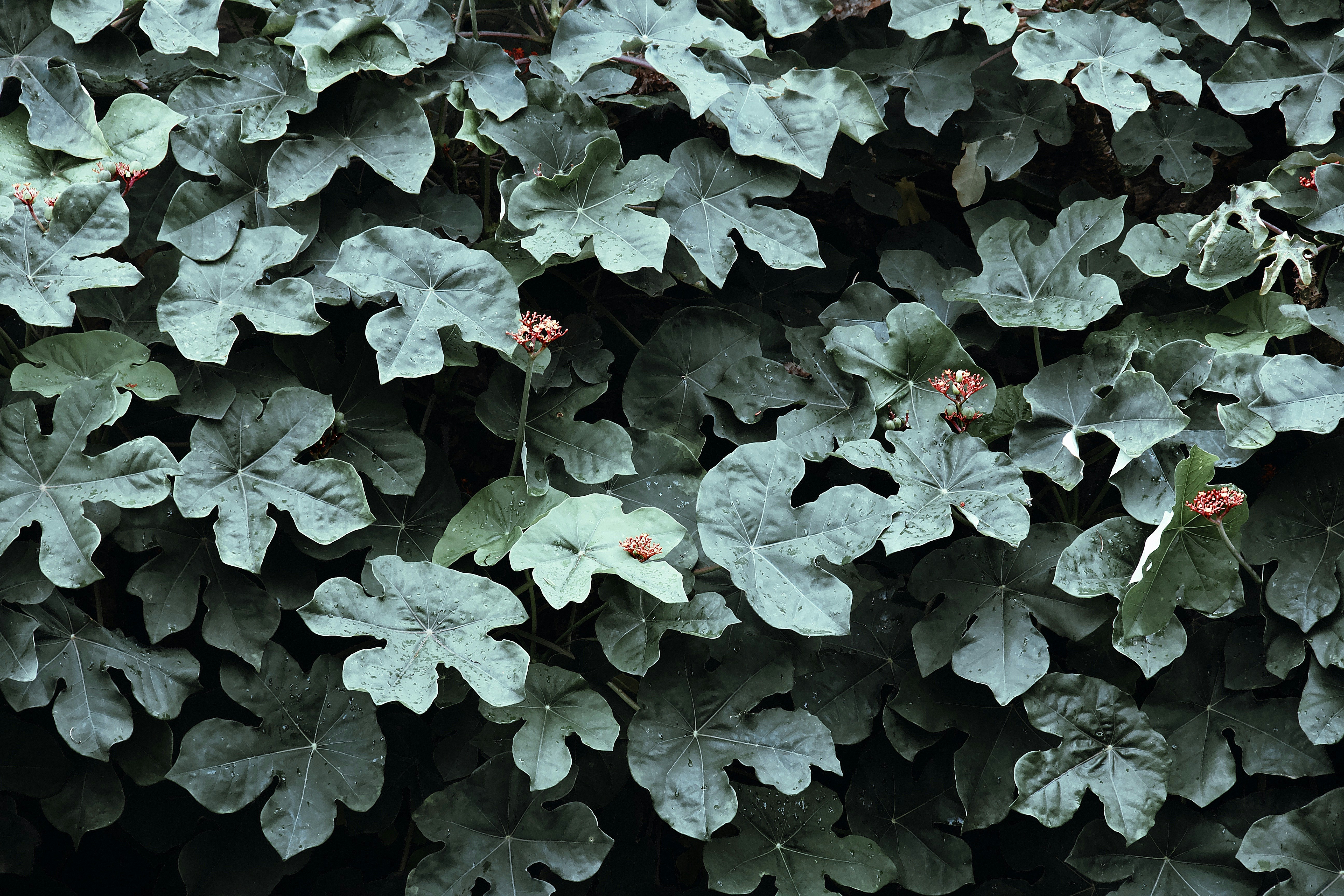 Velvet Ivy Mosaic: close-up of lobed leaves and tiny pink blooms