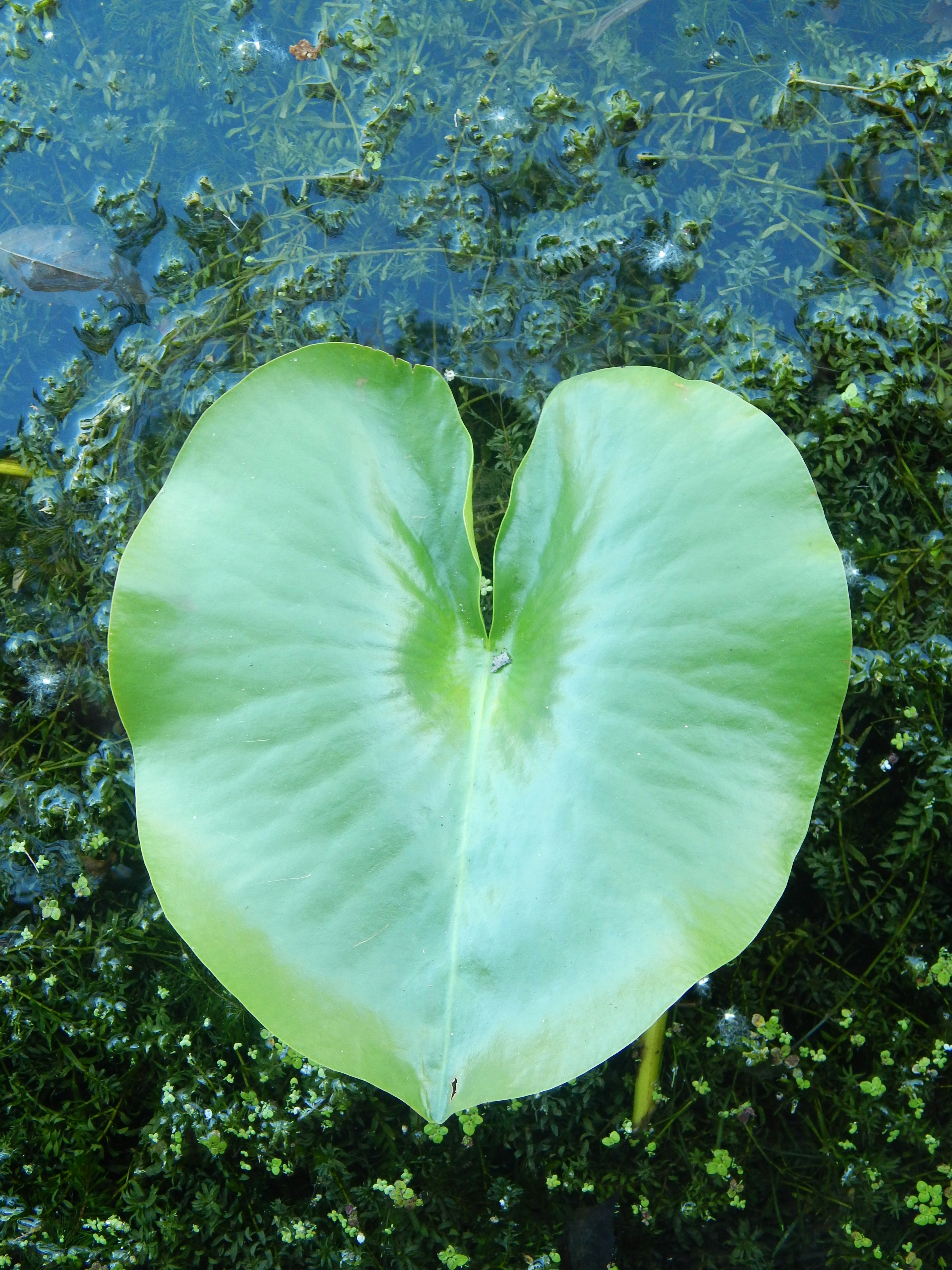 Green heart-shaped leaf rests among aquatic vegetation in clear water, emphasizing natural texture and color.