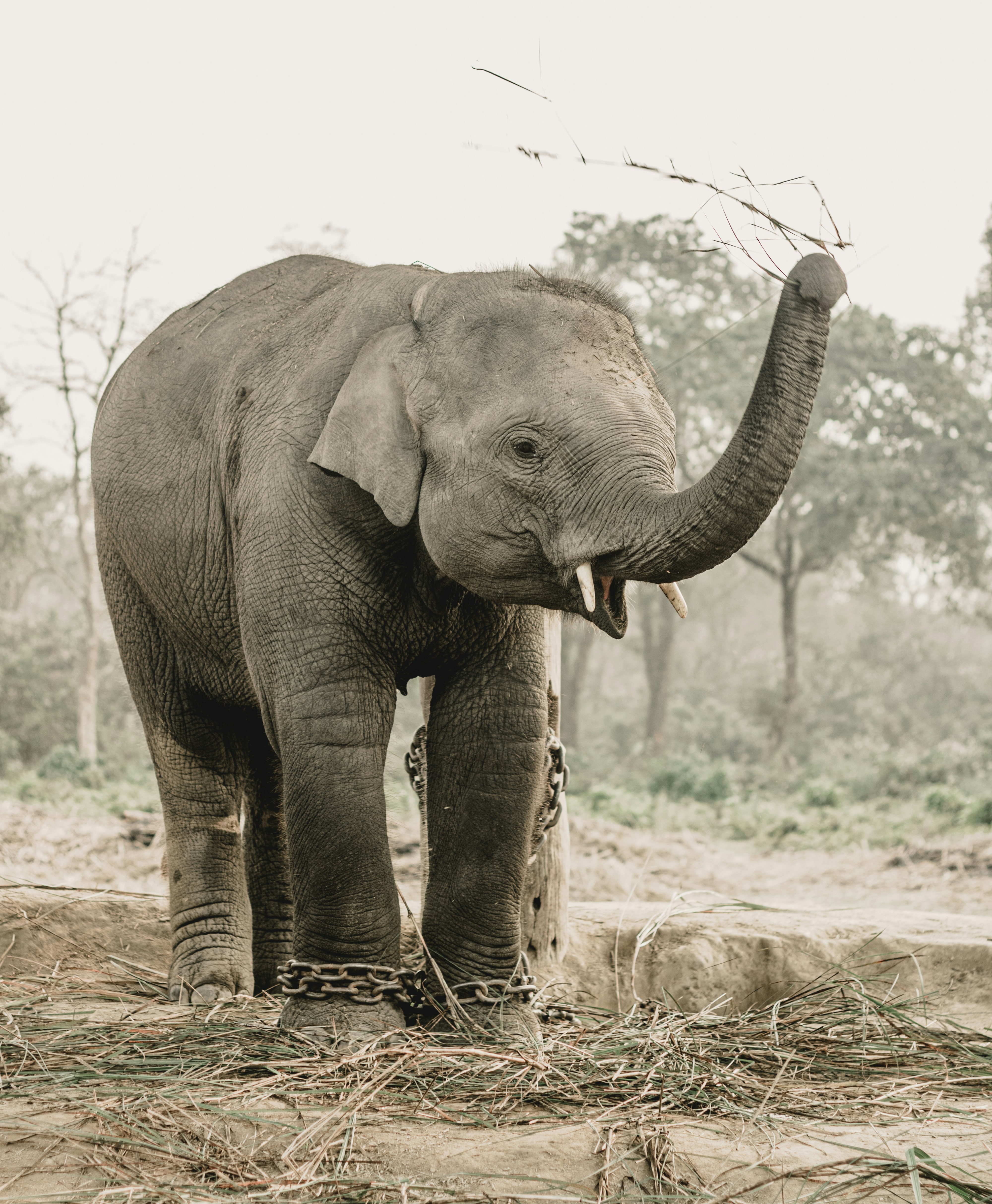 Dustbound Elephant: Trunk Raised in a Sun-bleached Clearing