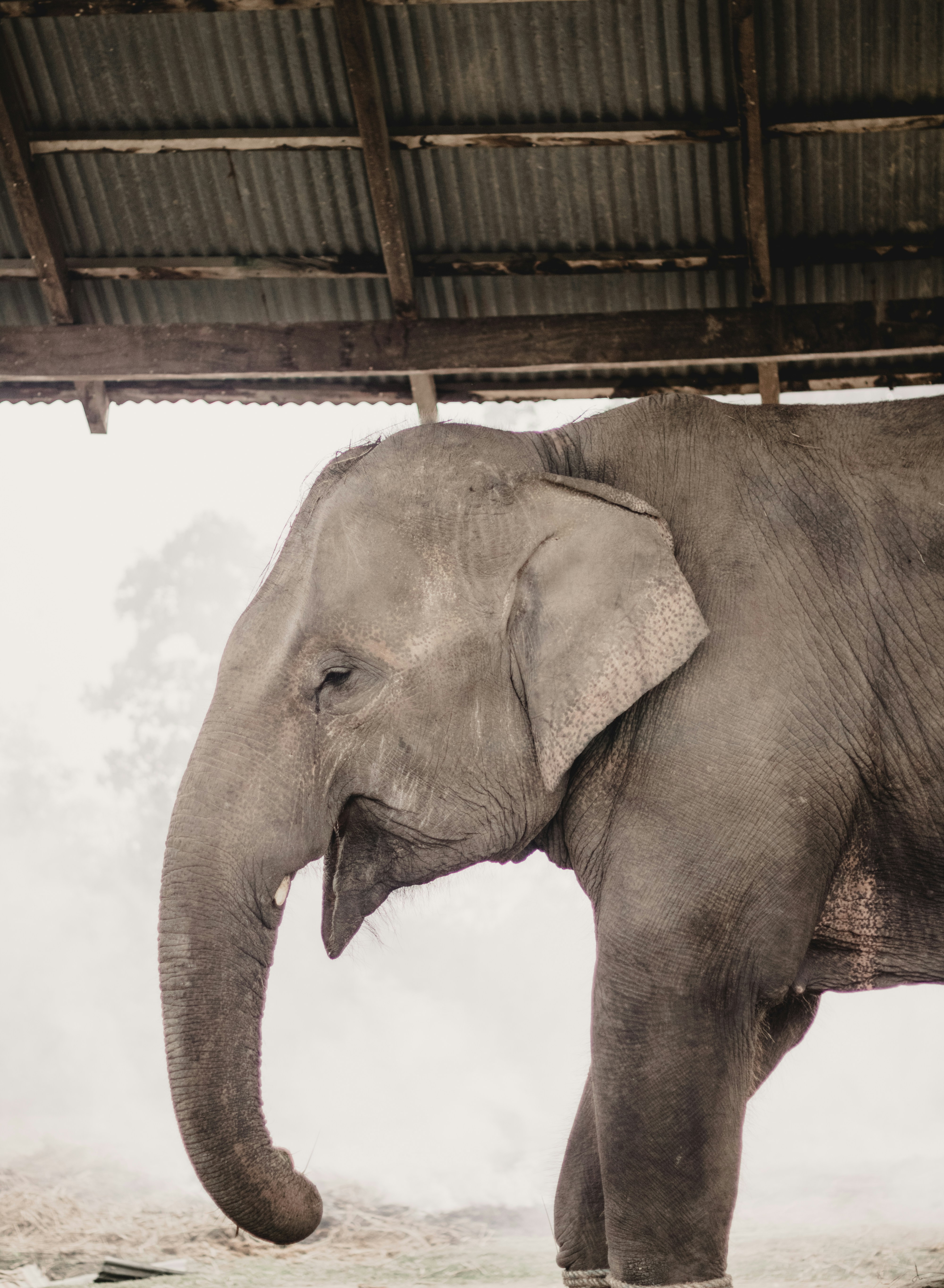 A large elephant standing under a wooden structure photo – Free Chitwan ...