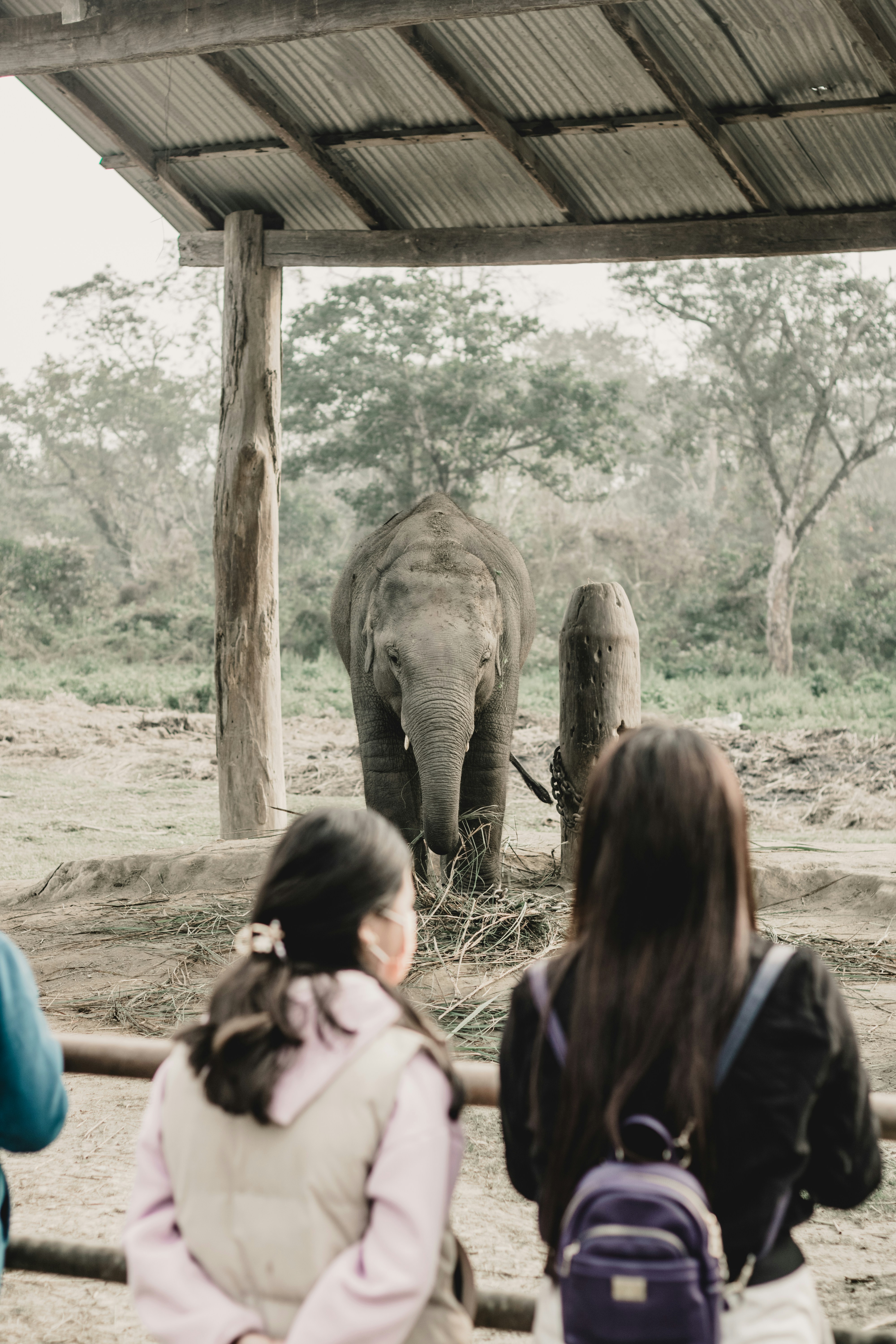 Shelter-side Moment: A Mother Elephant and Calf Draw Near as Onlookers Pause