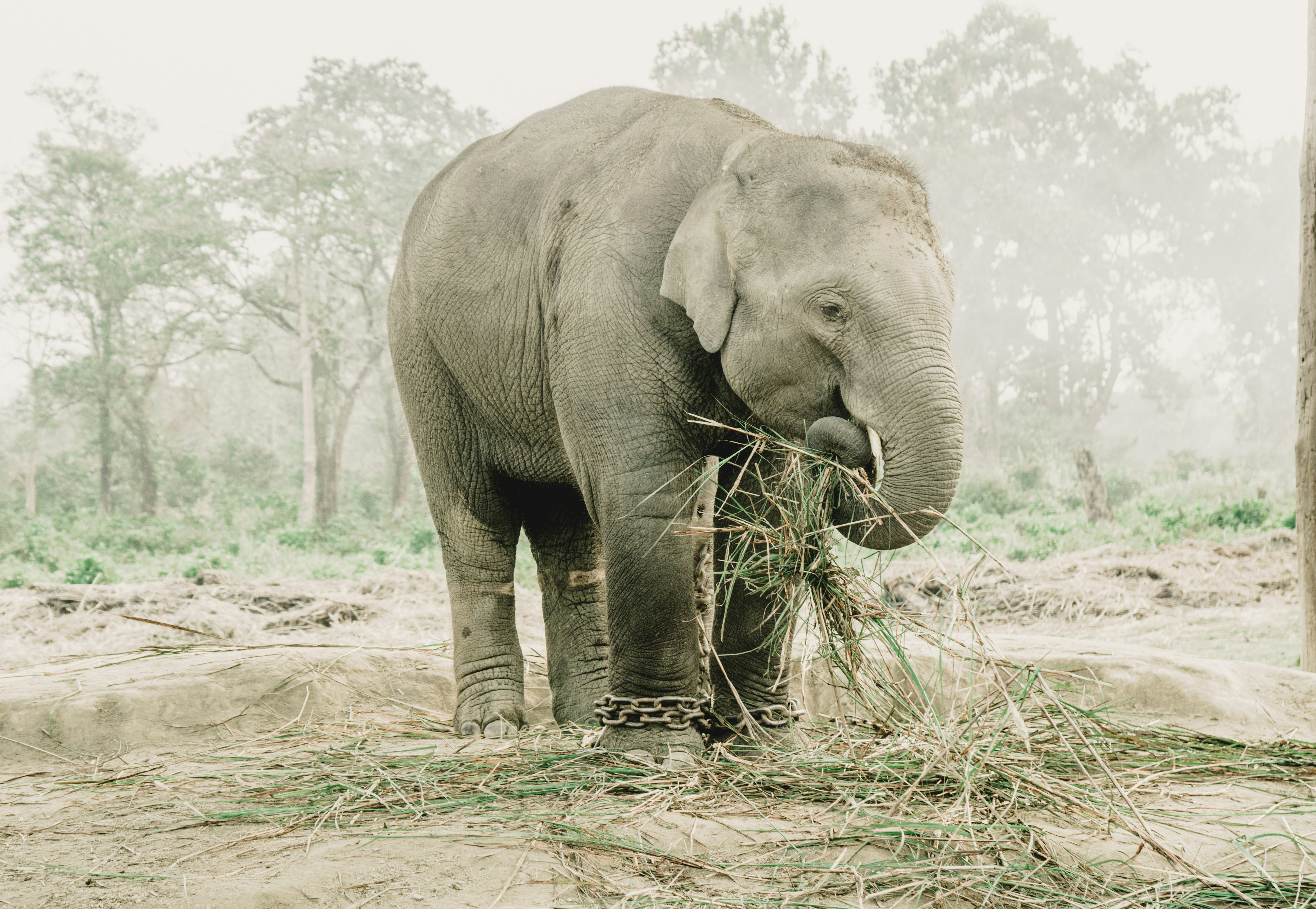 Dust in the Clearing: A lone elephant forages reeds under a pale, misty sky