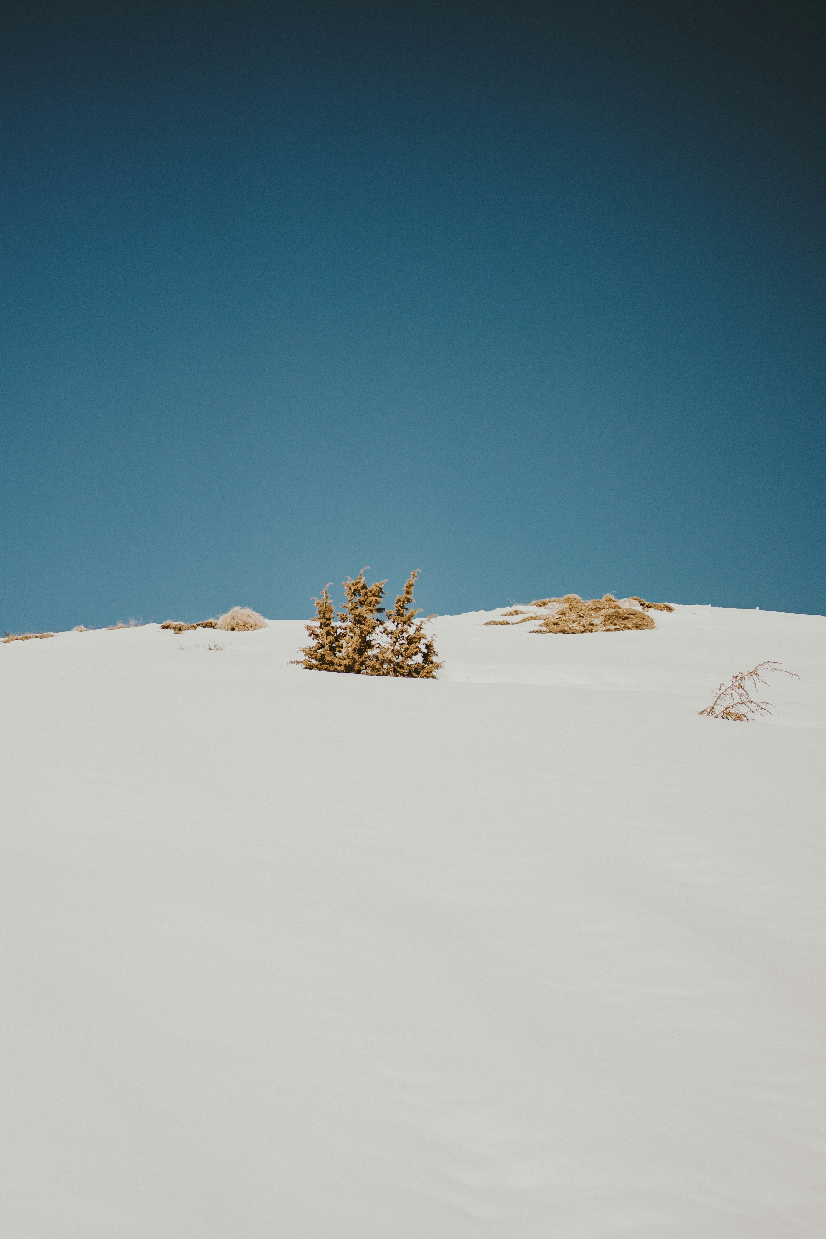 A lone shrub stands resilient against a vast expanse of white snow under a clear blue sky.