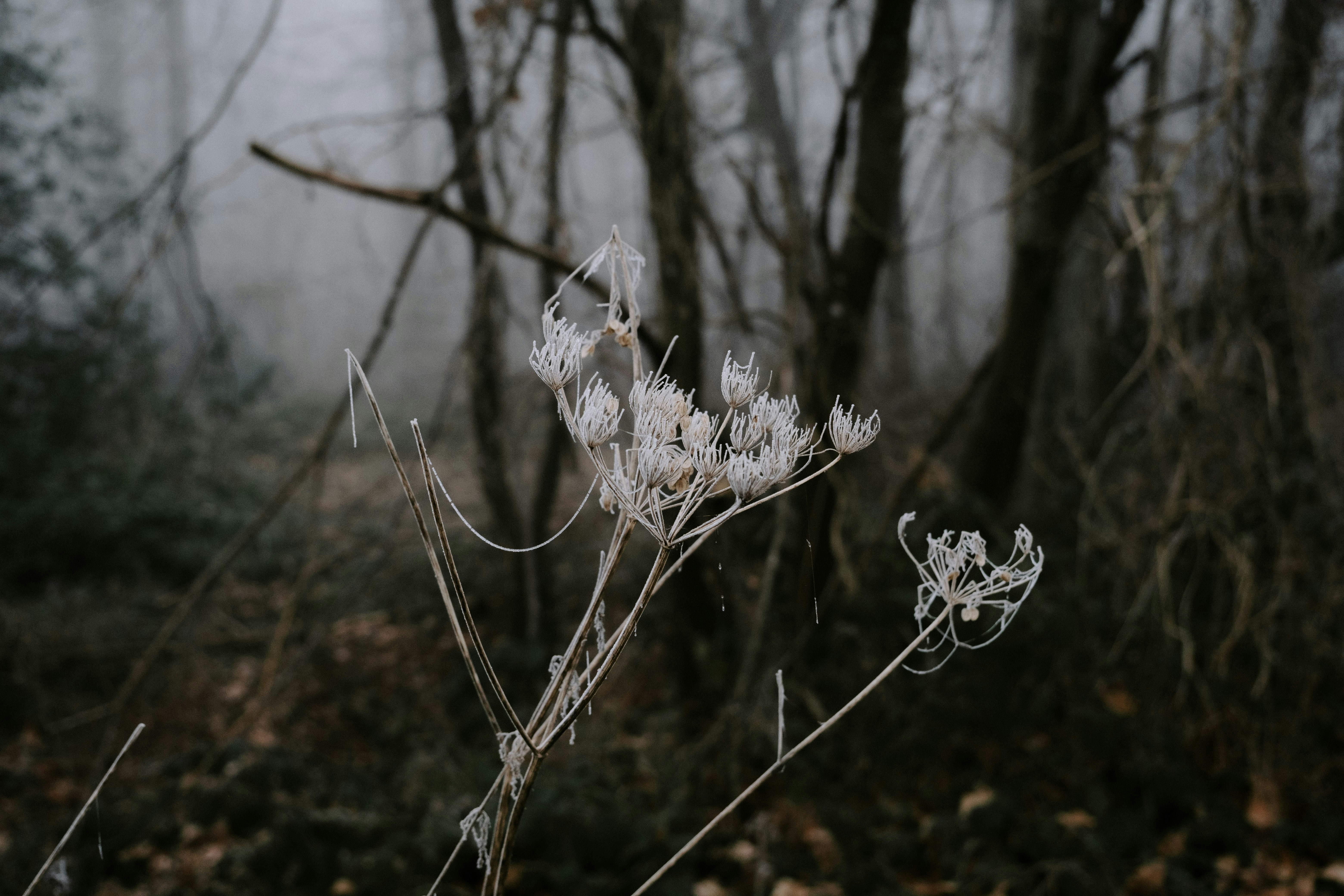 Frosted Umbels in a Misty Forest