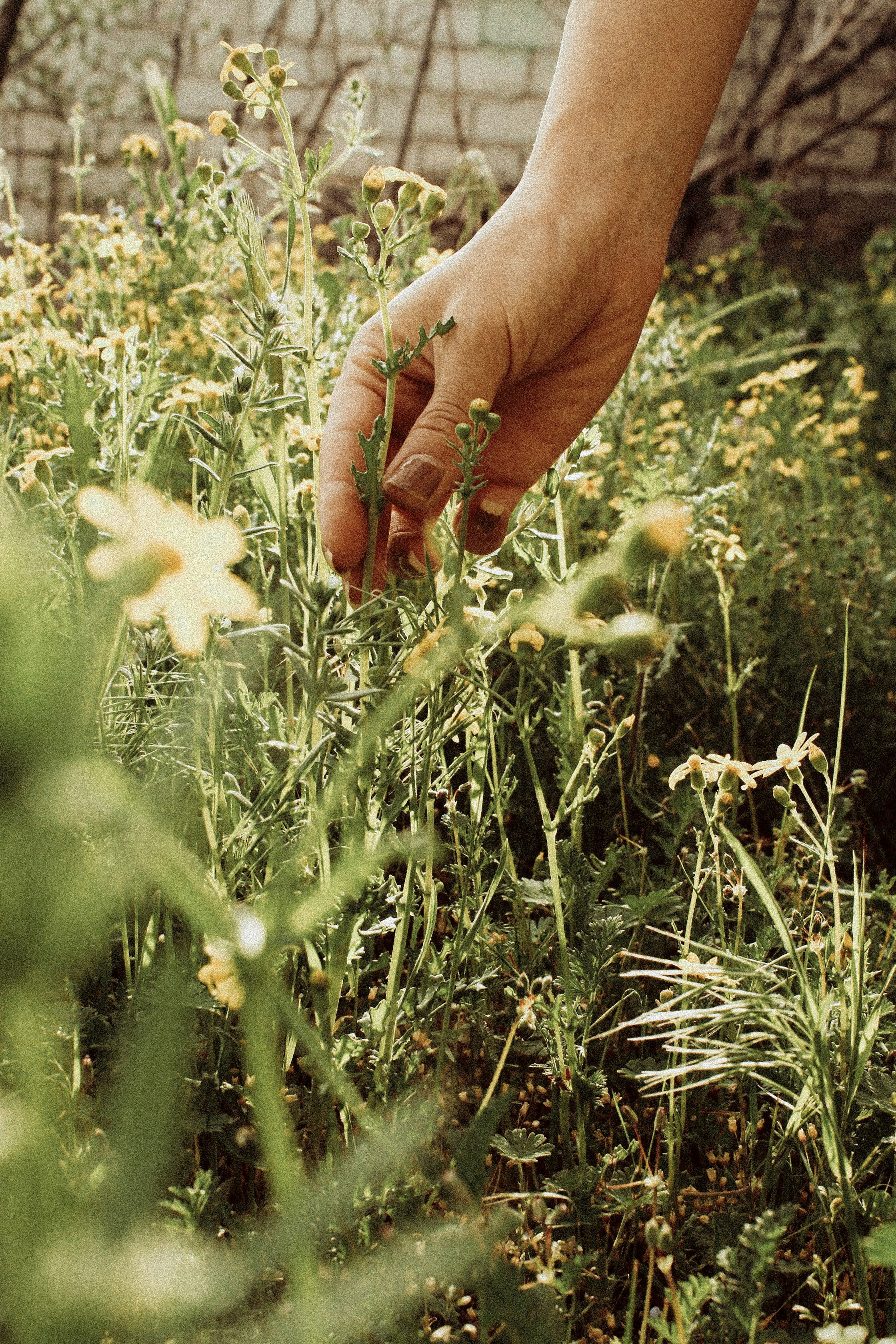 Tender Contact Amid Sunlit Meadow Blossoms