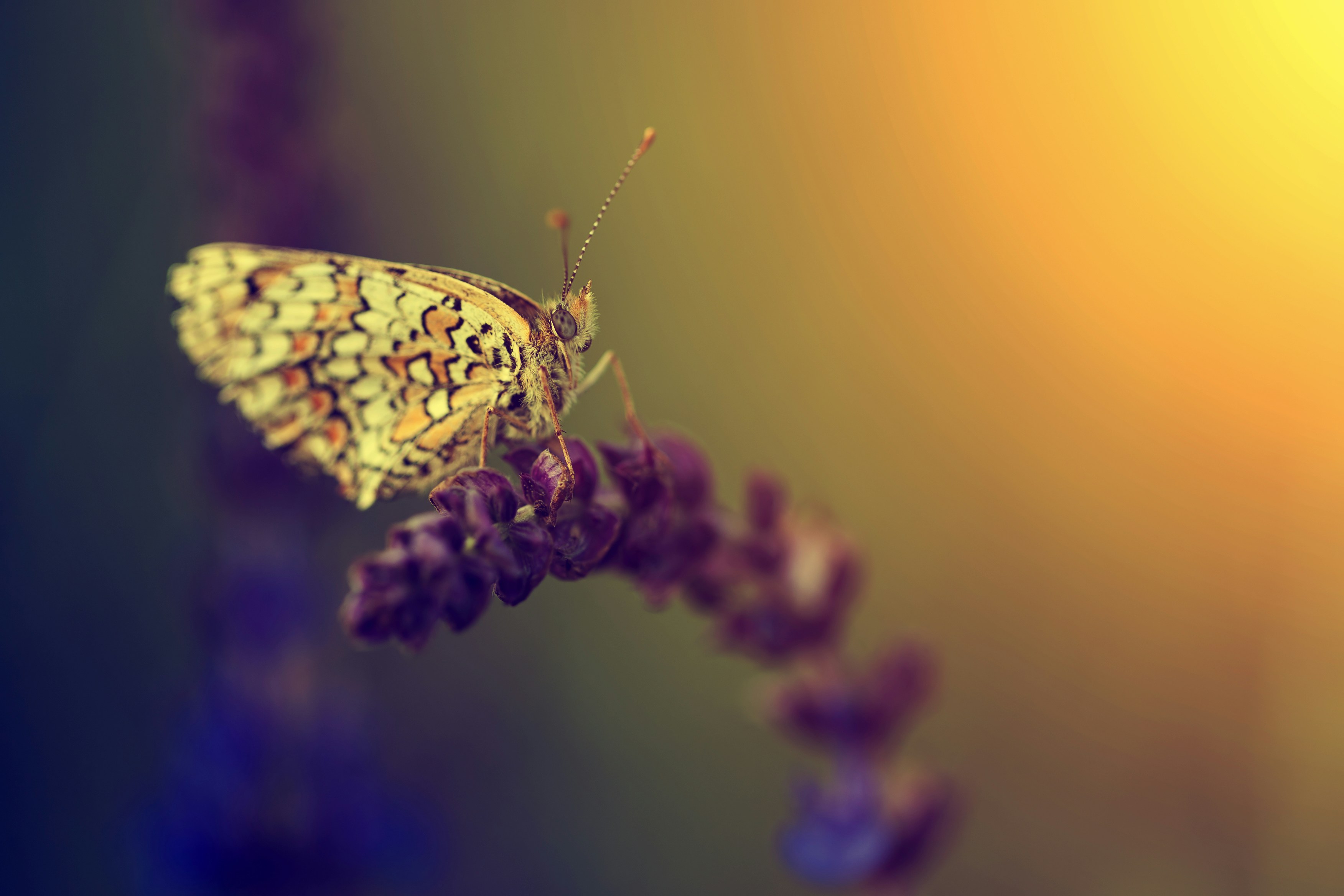 Butterfly on a Lavender Spike at Dusk, a Moment of Quiet Color