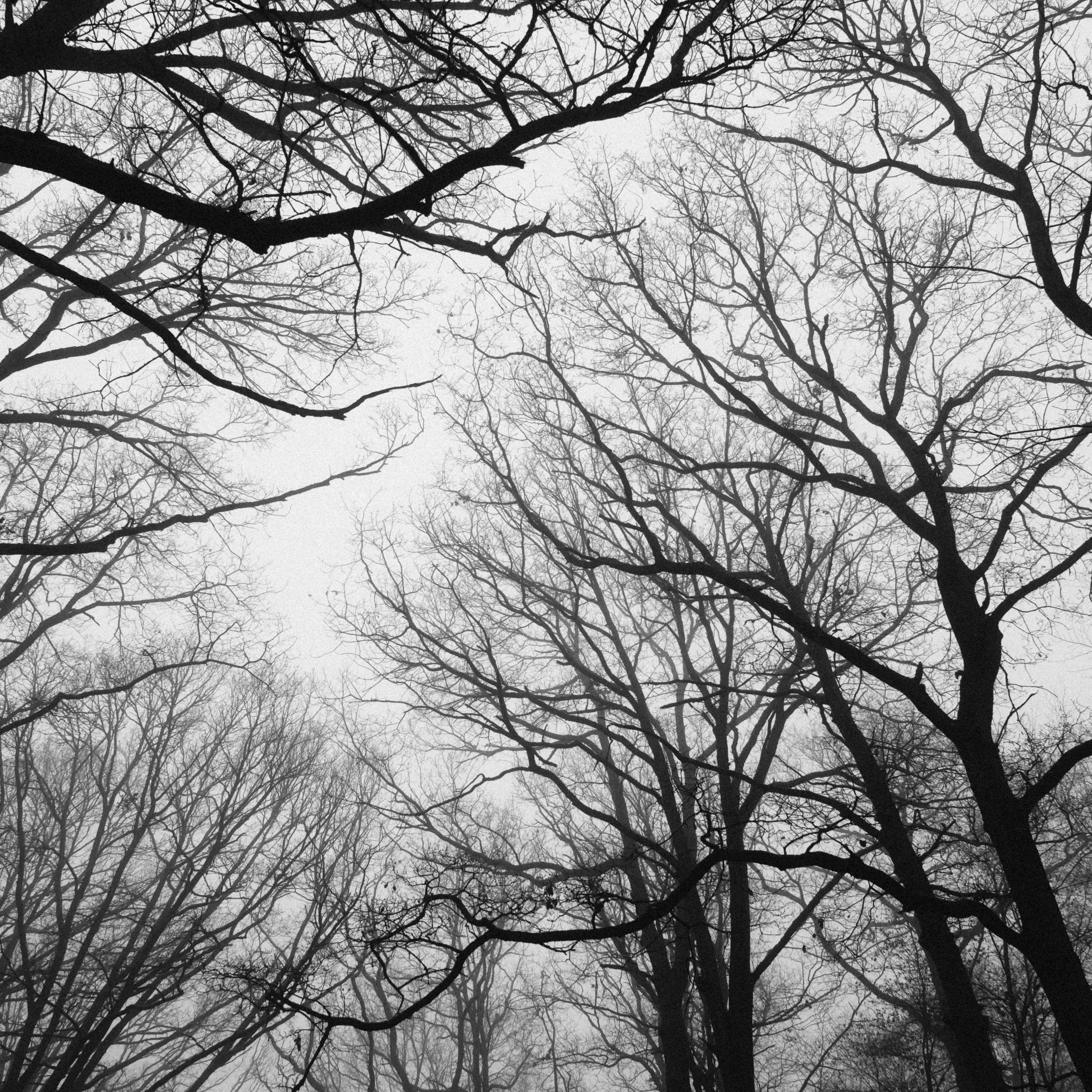 Foto Una foto en blanco y negro de árboles sin hojas – Imagen Gris ...