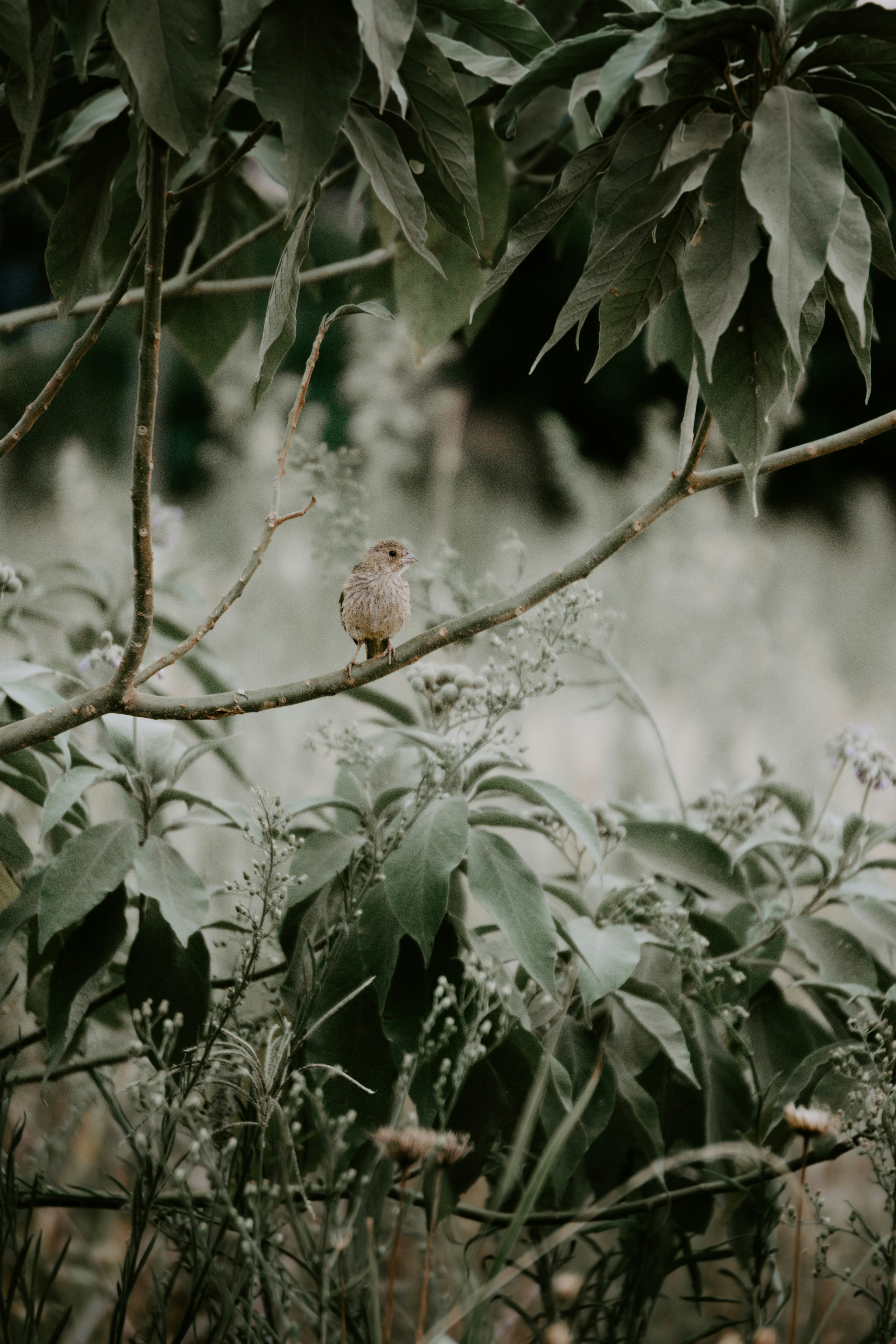 Small bird perched on a branch amidst lush green foliage, blending harmoniously with its surroundings.