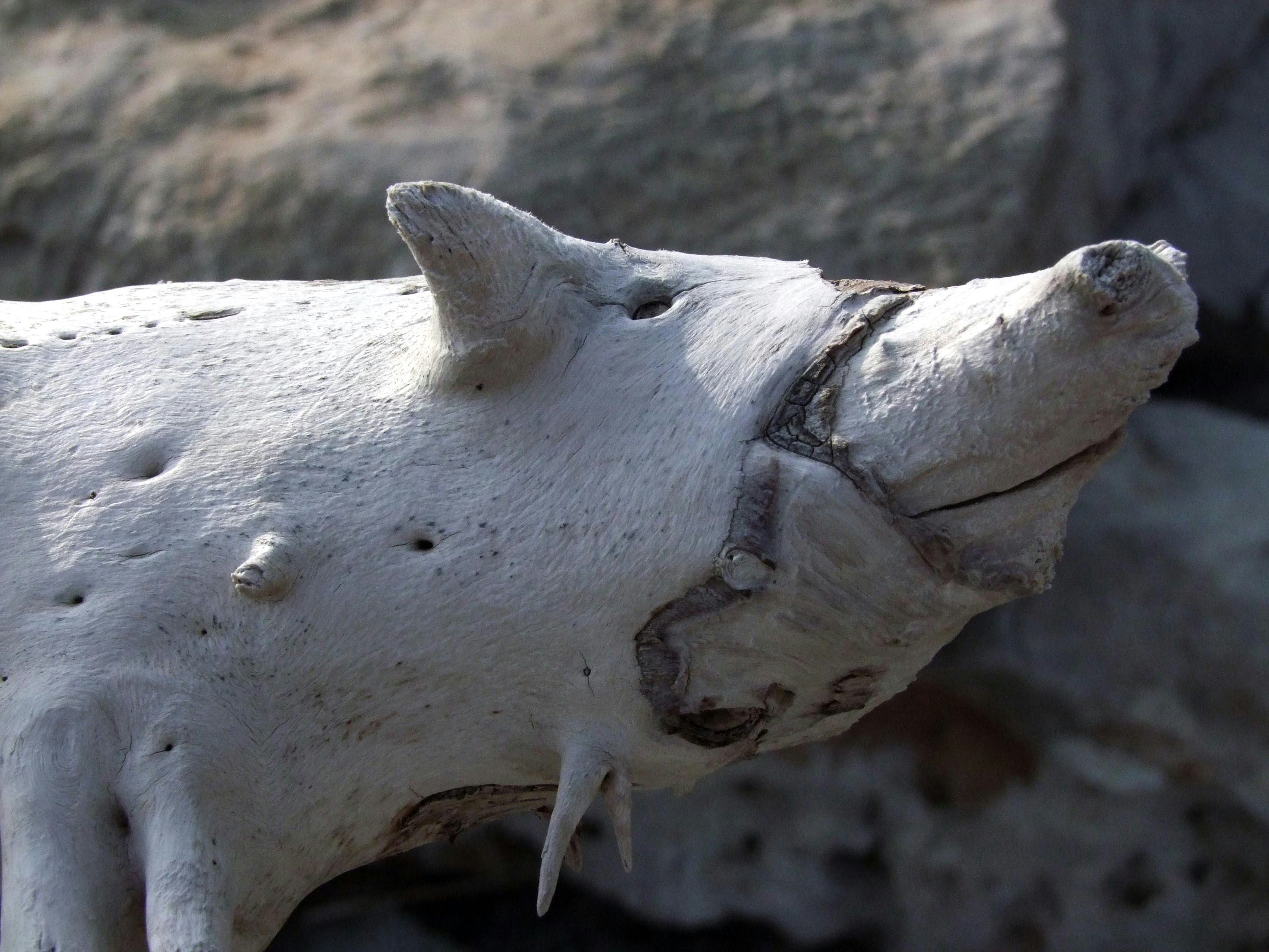 Weathered Bone: A Close-Up of Deserted Forming Texture