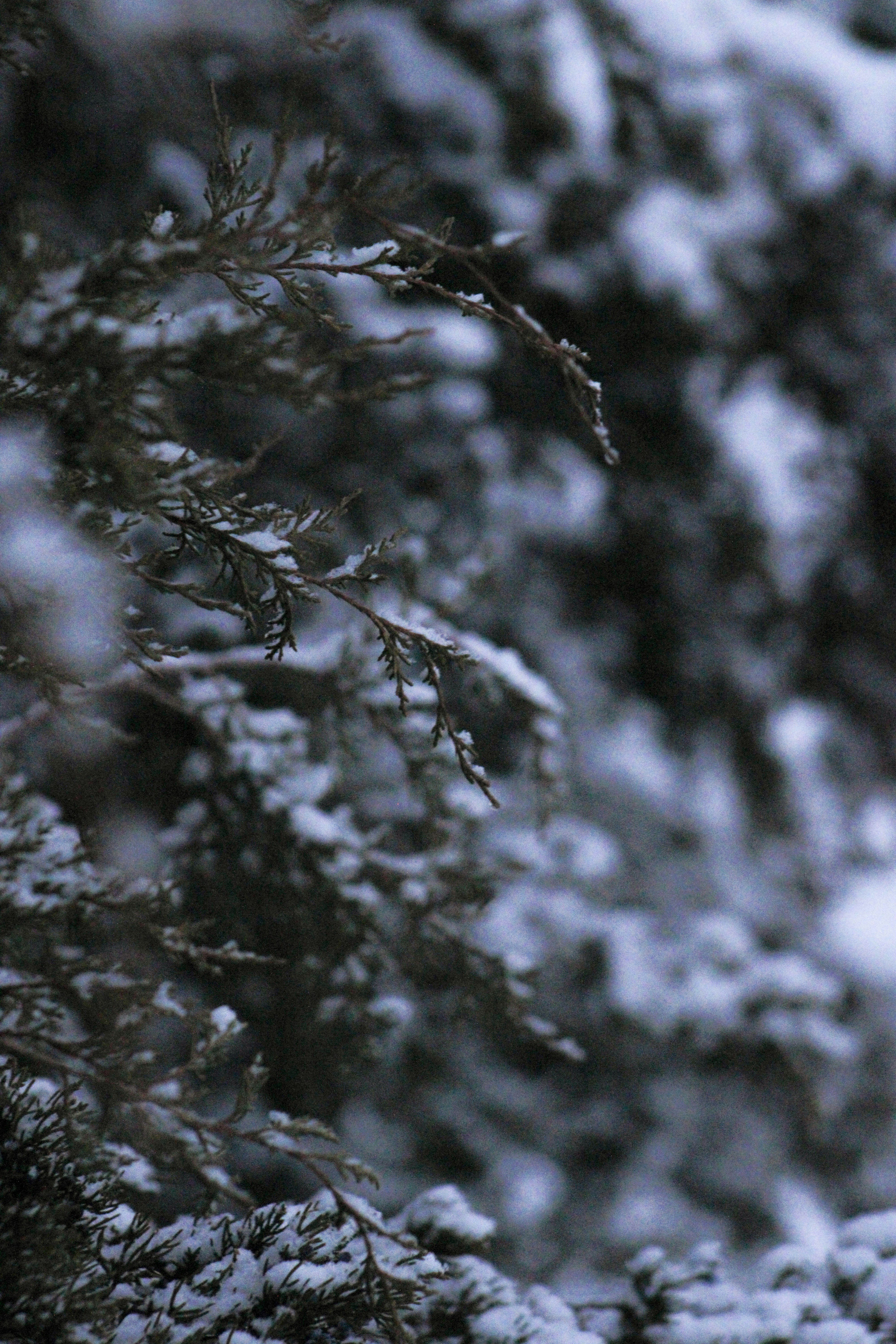 Snowflakes Background Tumblr