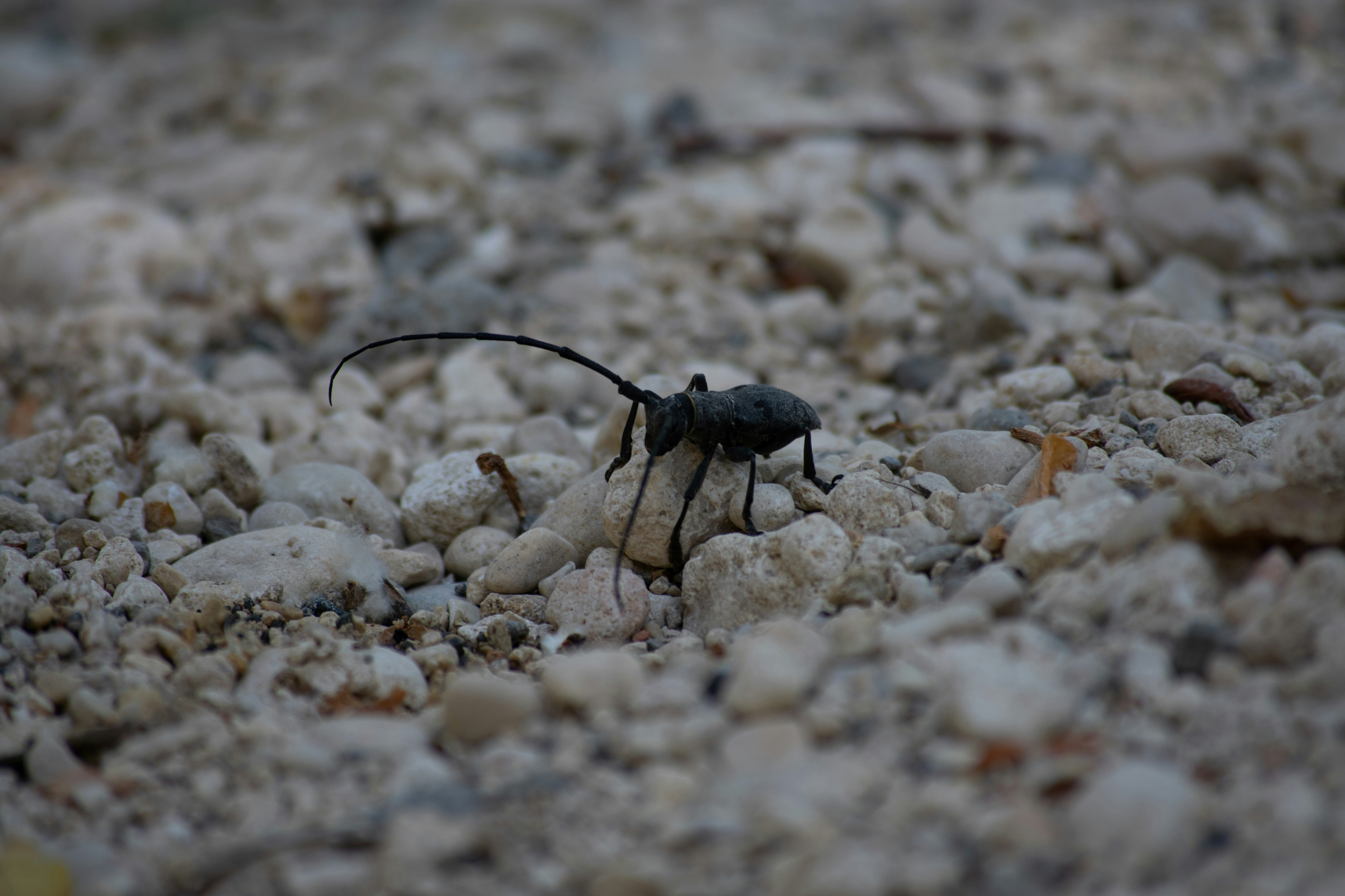 A black beetle navigating a rocky terrain, showcasing its intricate features against a backdrop of pebbles. The focus highlights its delicate antennae and sturdy legs.