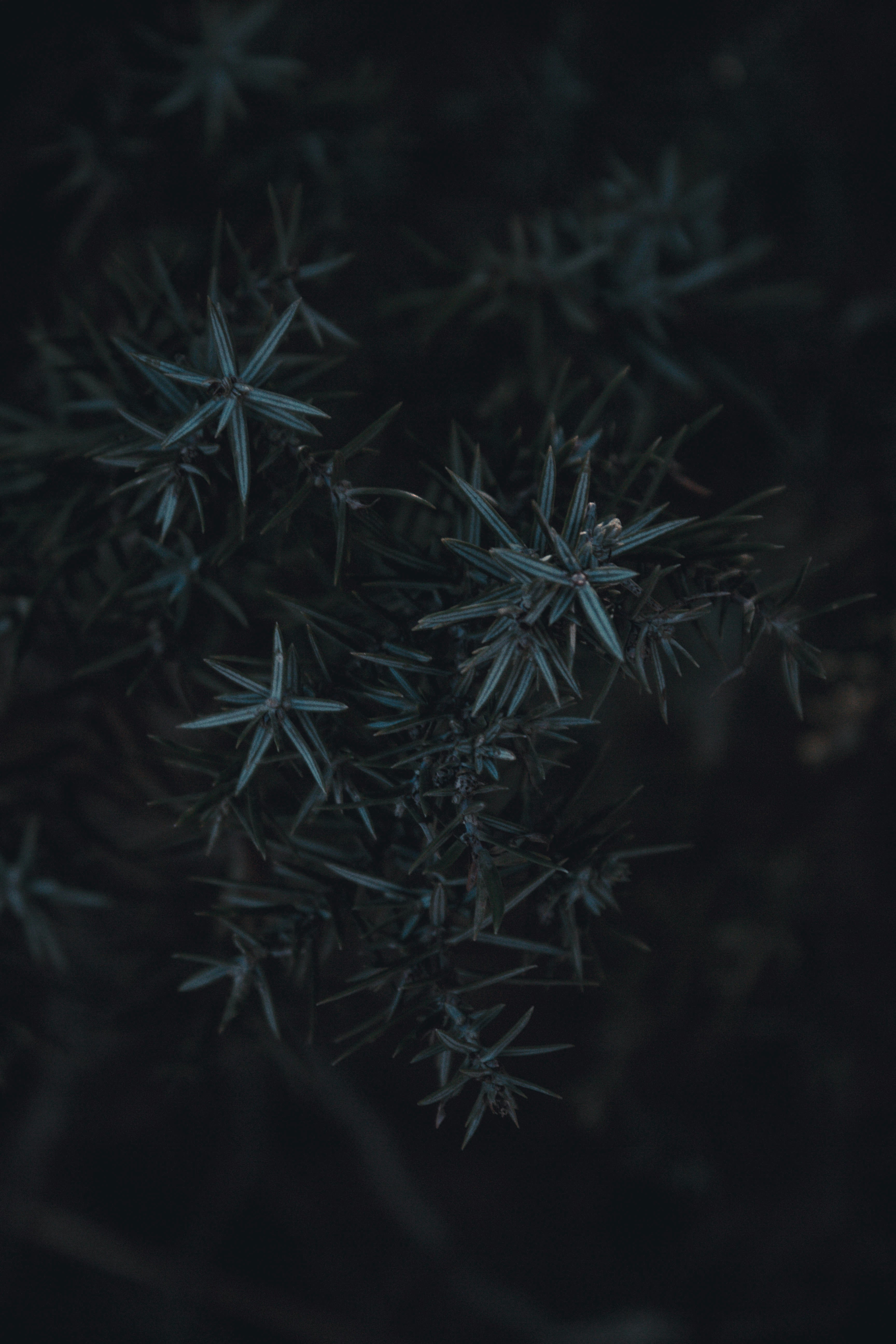 a close up of a plant with very small leaves