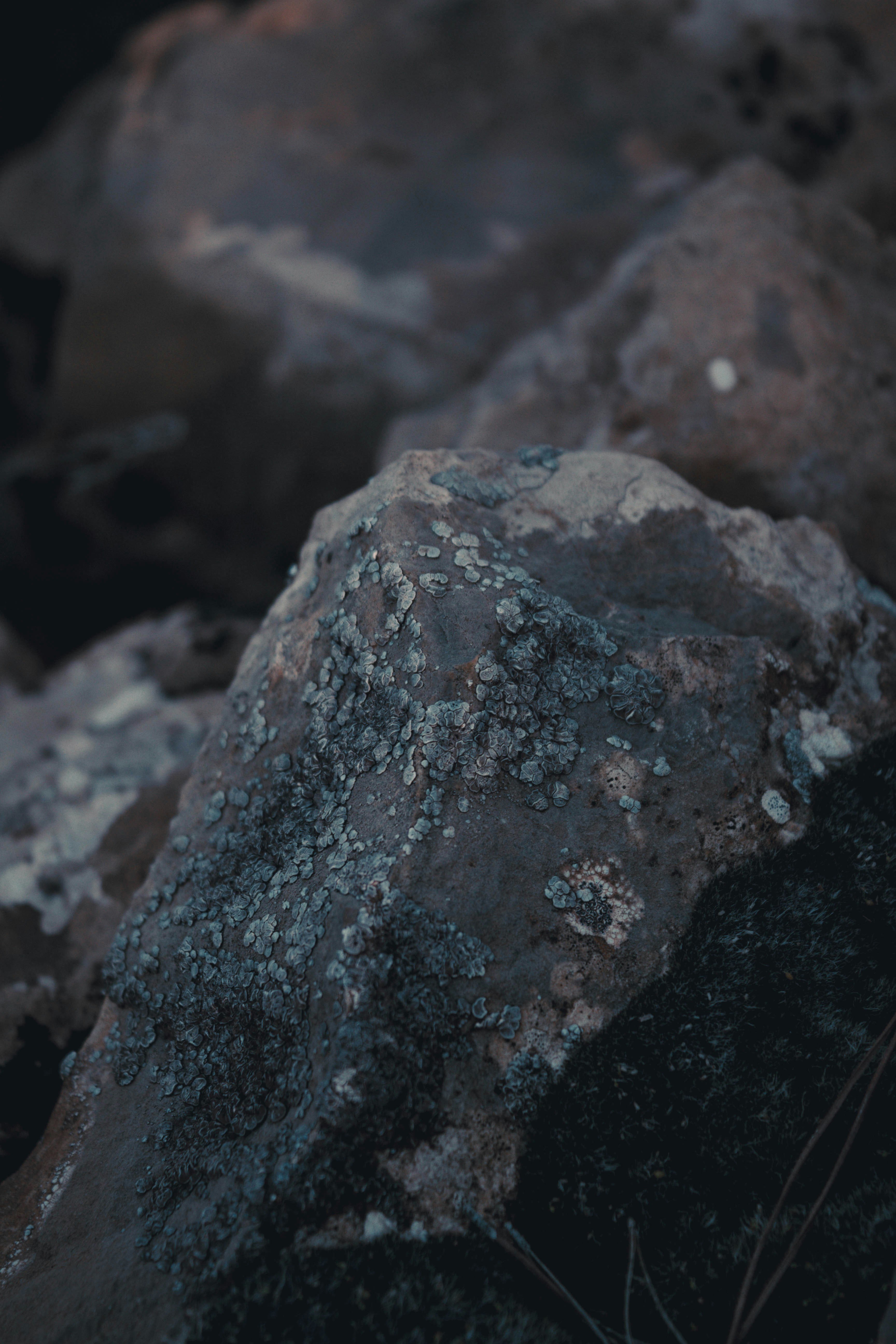 Un primer plano de una roca con musgo creciendo en ella foto – Imagen ...