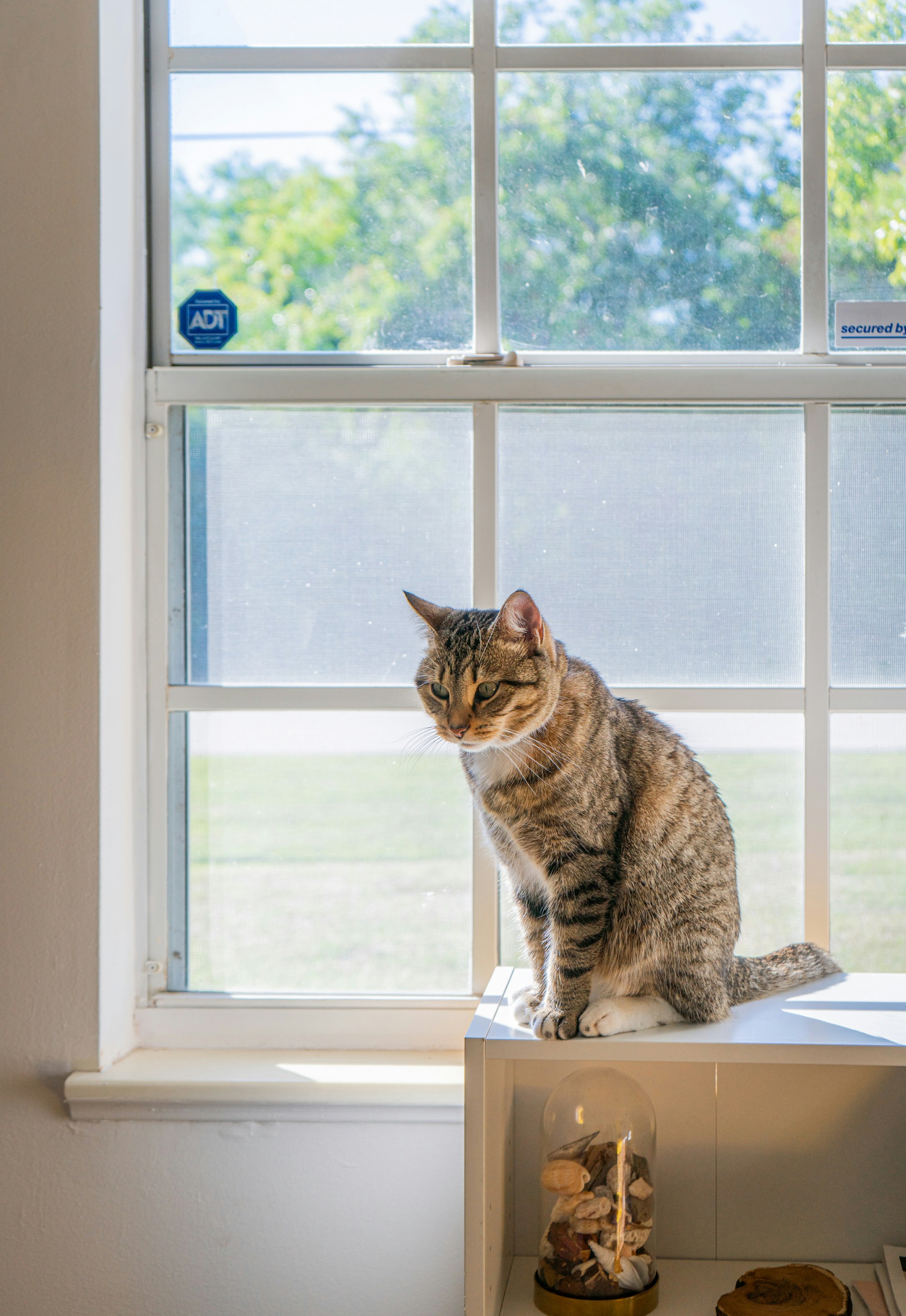a cat sitting on top of a window sill