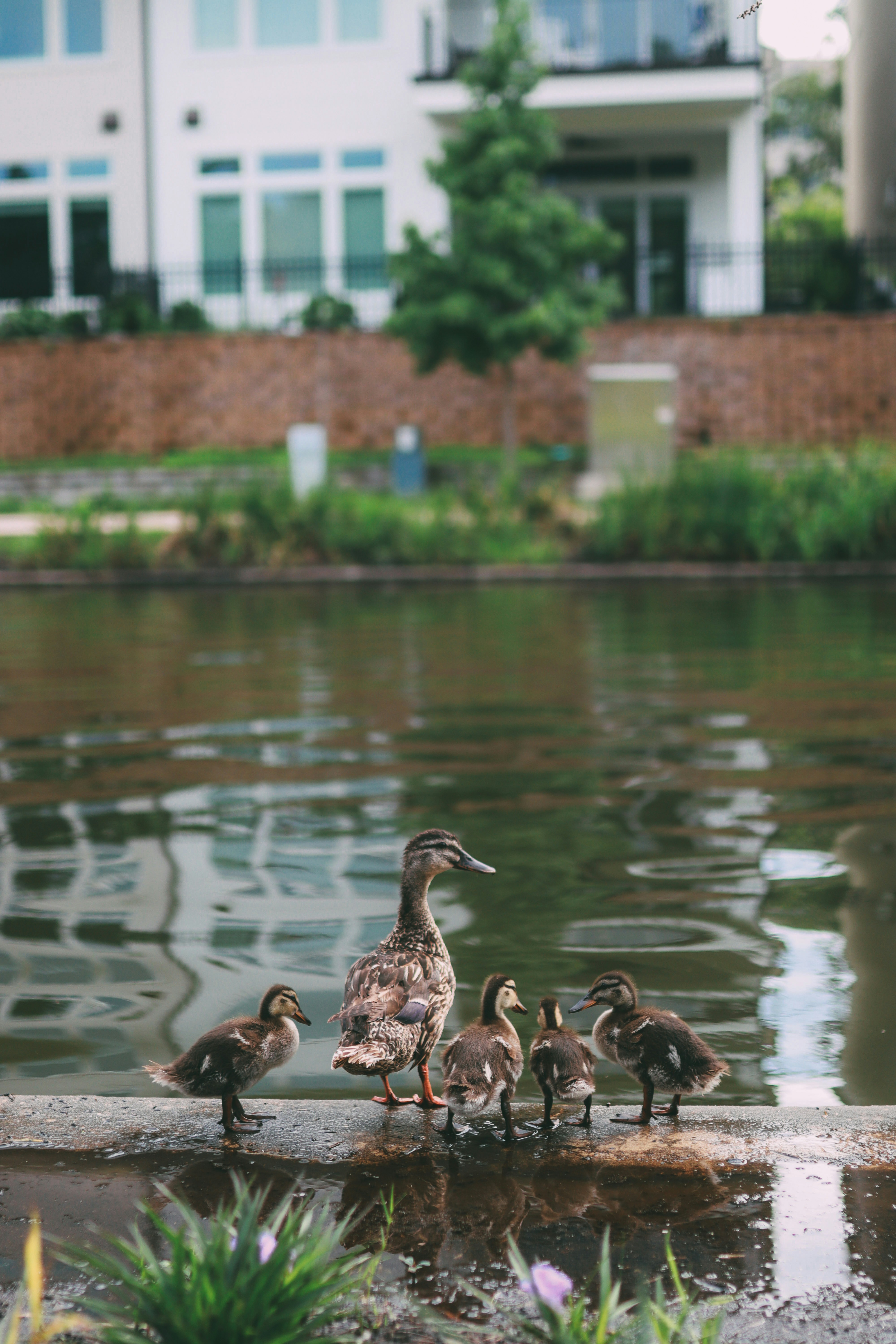 Riverside Duck Assembly: A Quiet Moment on the Wet Ledge