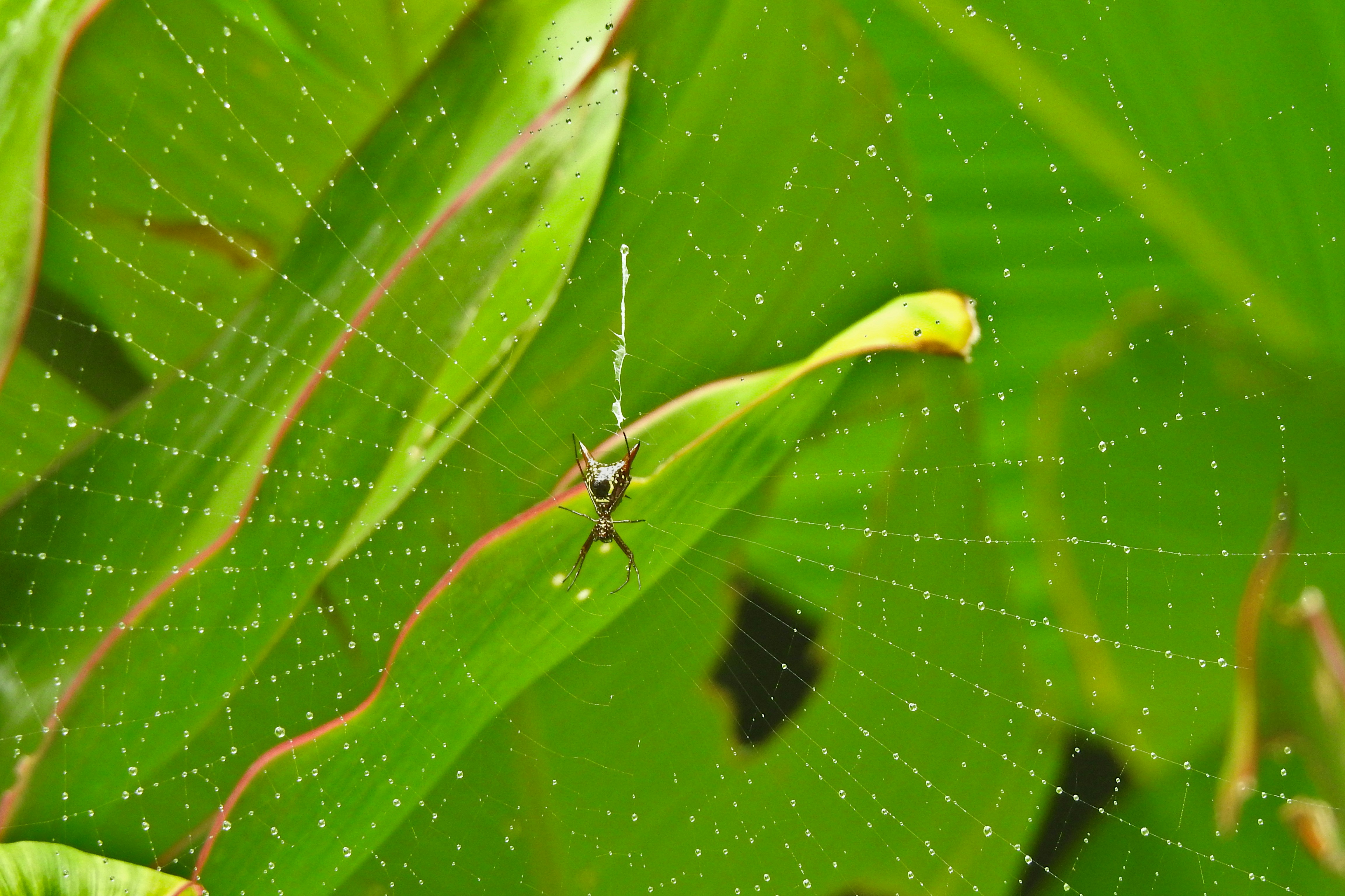 Orb-weaver in a Web of Morning Dots