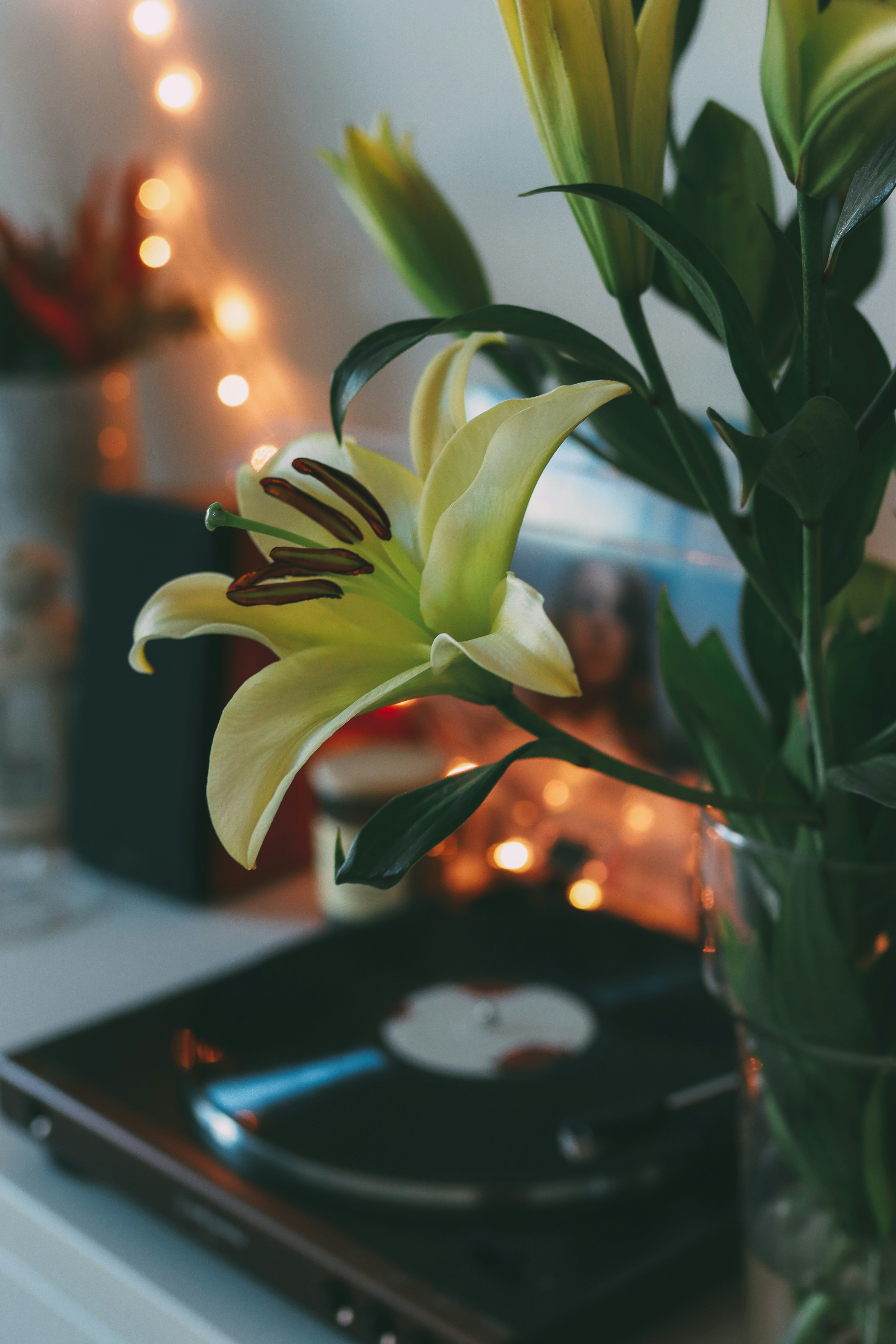 Lily in Velvet Glow: A Quiet Still-Life by Vinyl and Warm Lights