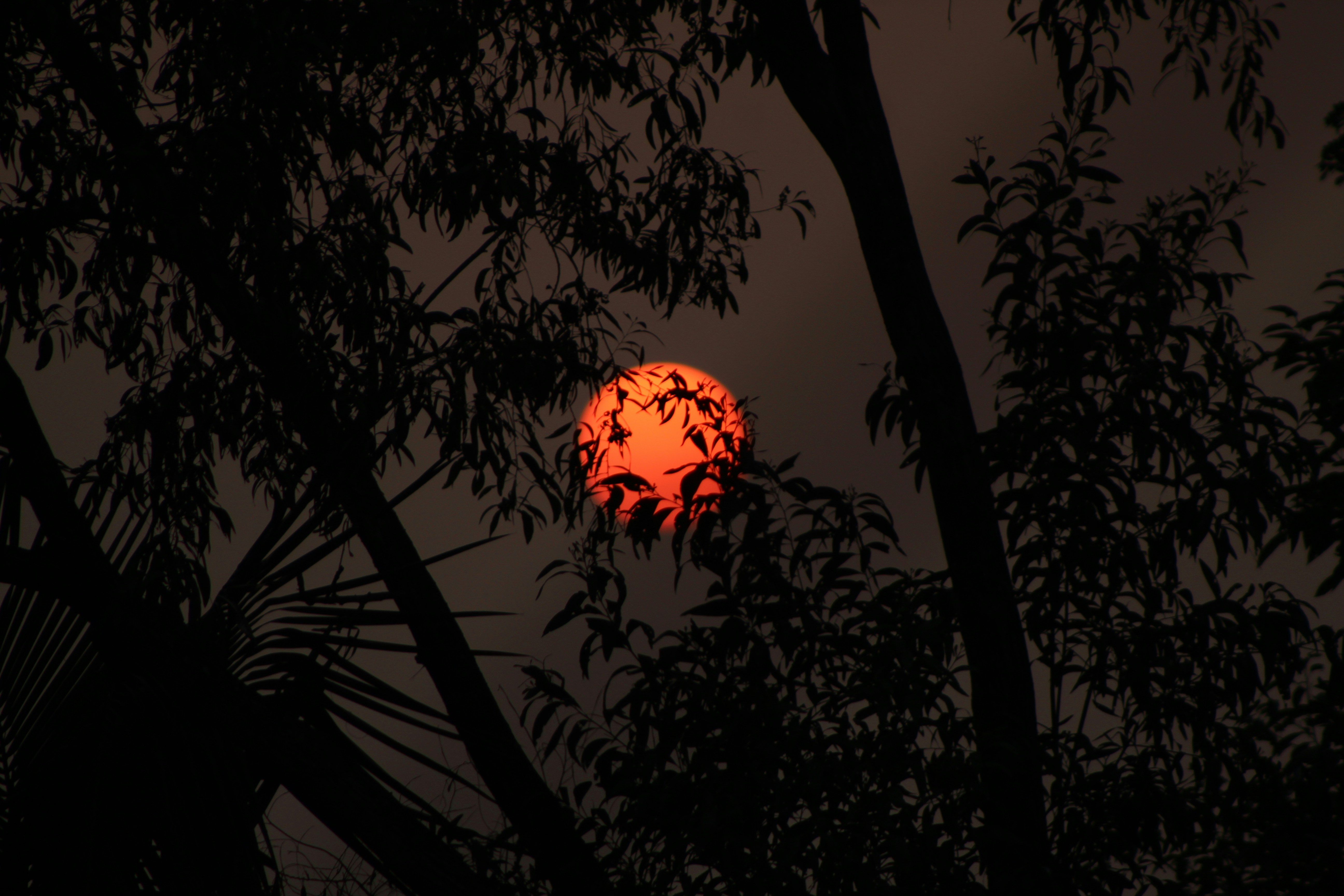 Crimson Sun Behind Silent Canopy