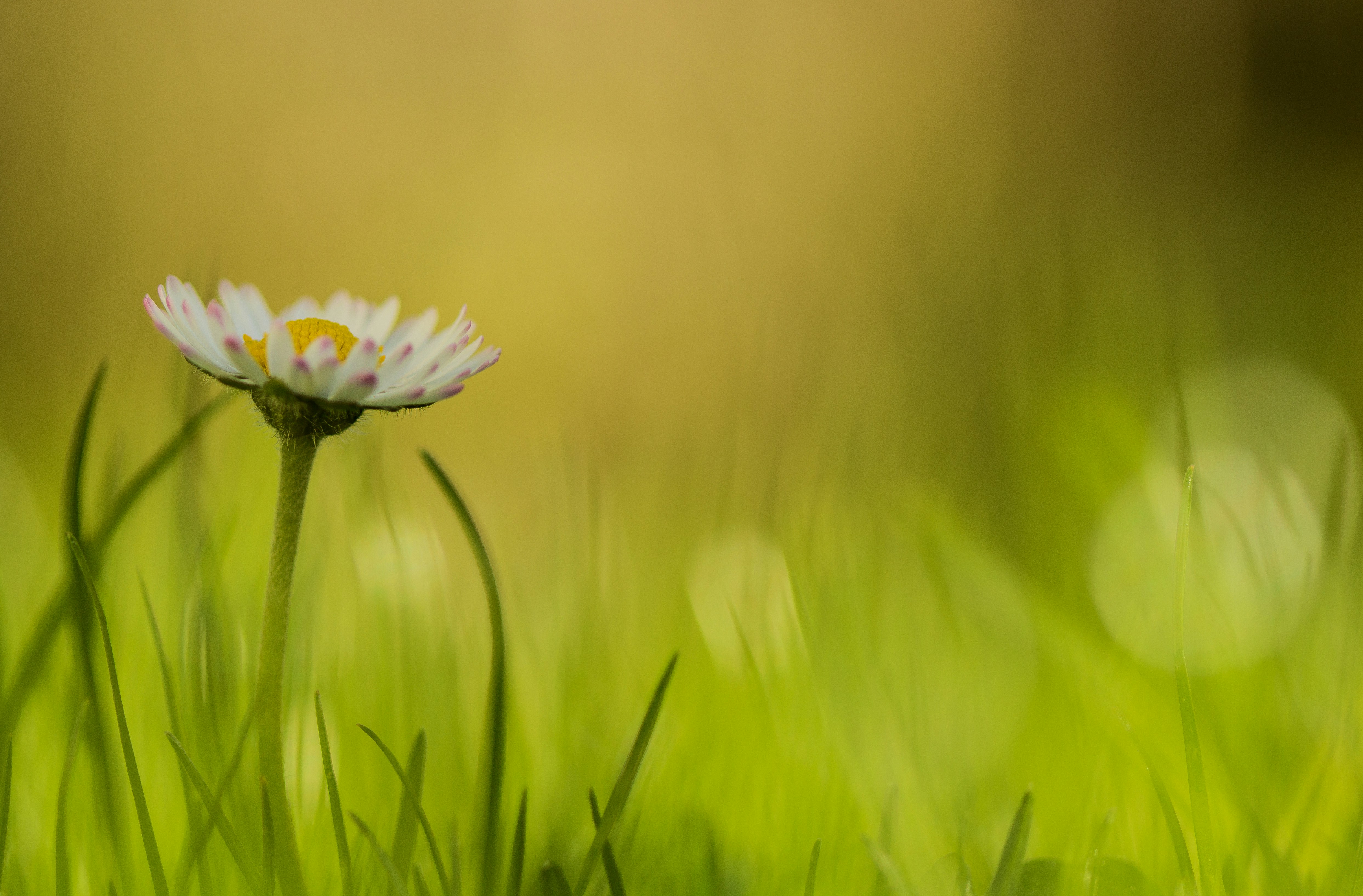 Une seule fleur blanche assise au milieu d’un champ vert photo – Photo ...